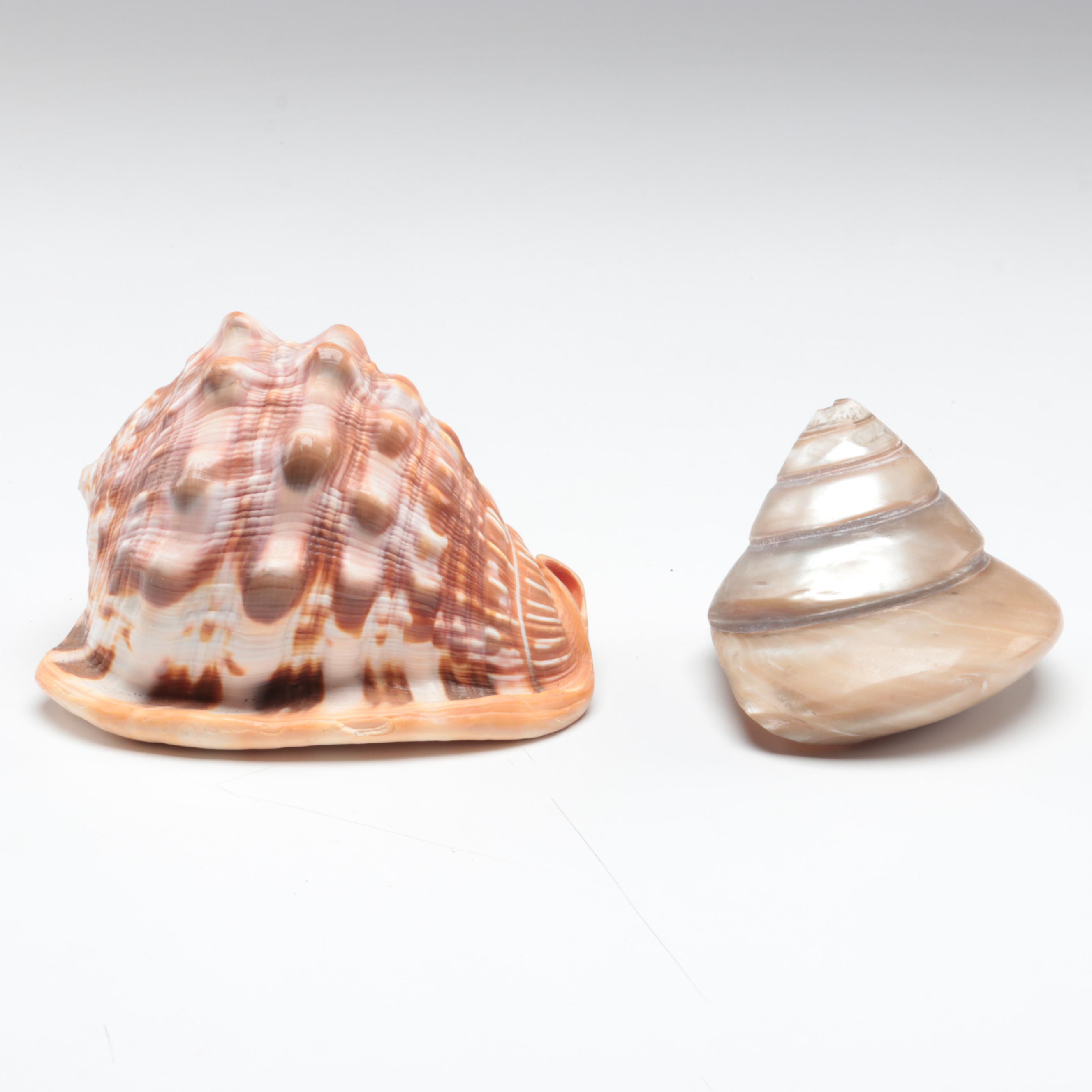 Queen Conch, King Helmet Shell, Horse Conch, Tiger Cowrie and Turban ...