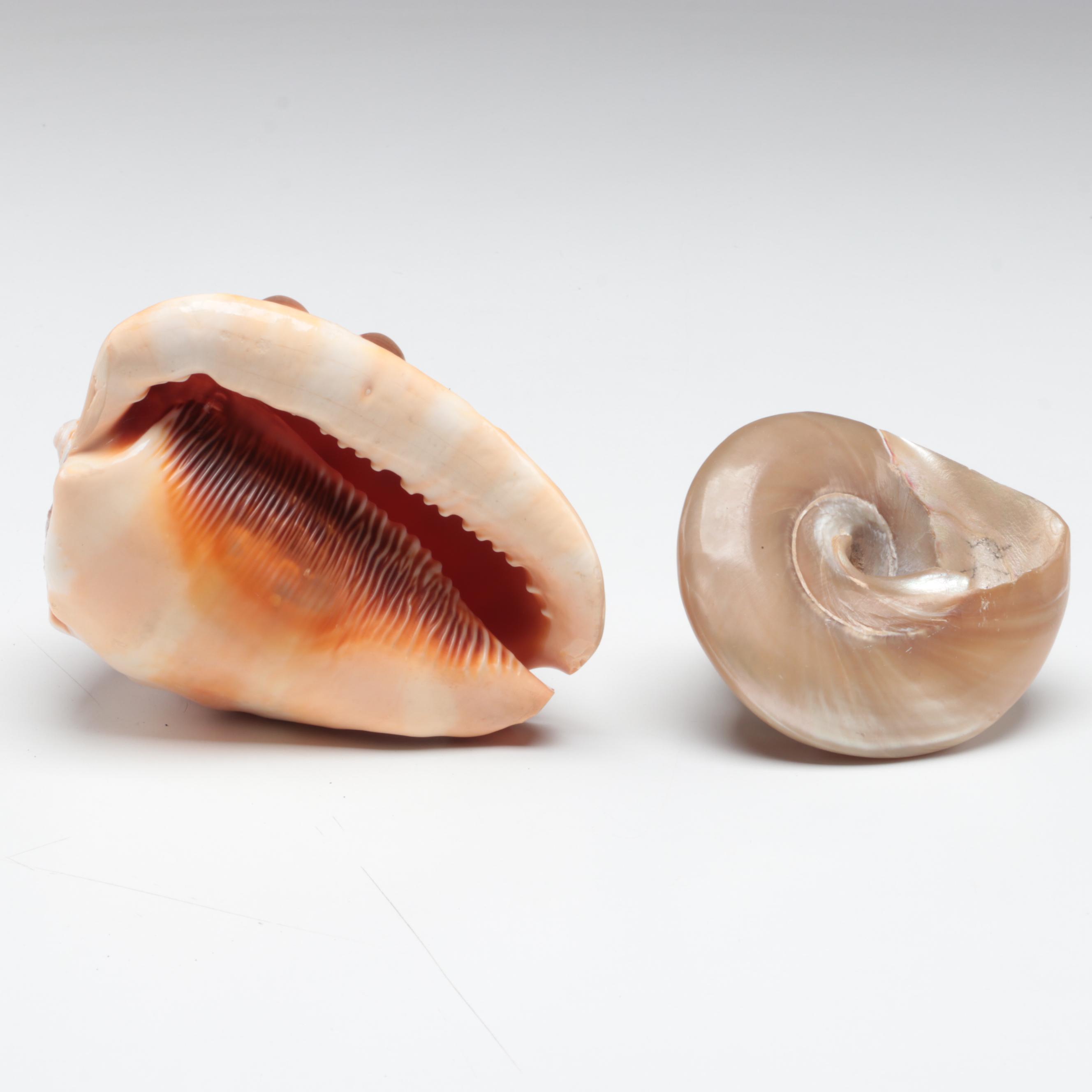 Queen Conch, King Helmet Shell, Horse Conch, Tiger Cowrie and Turban ...