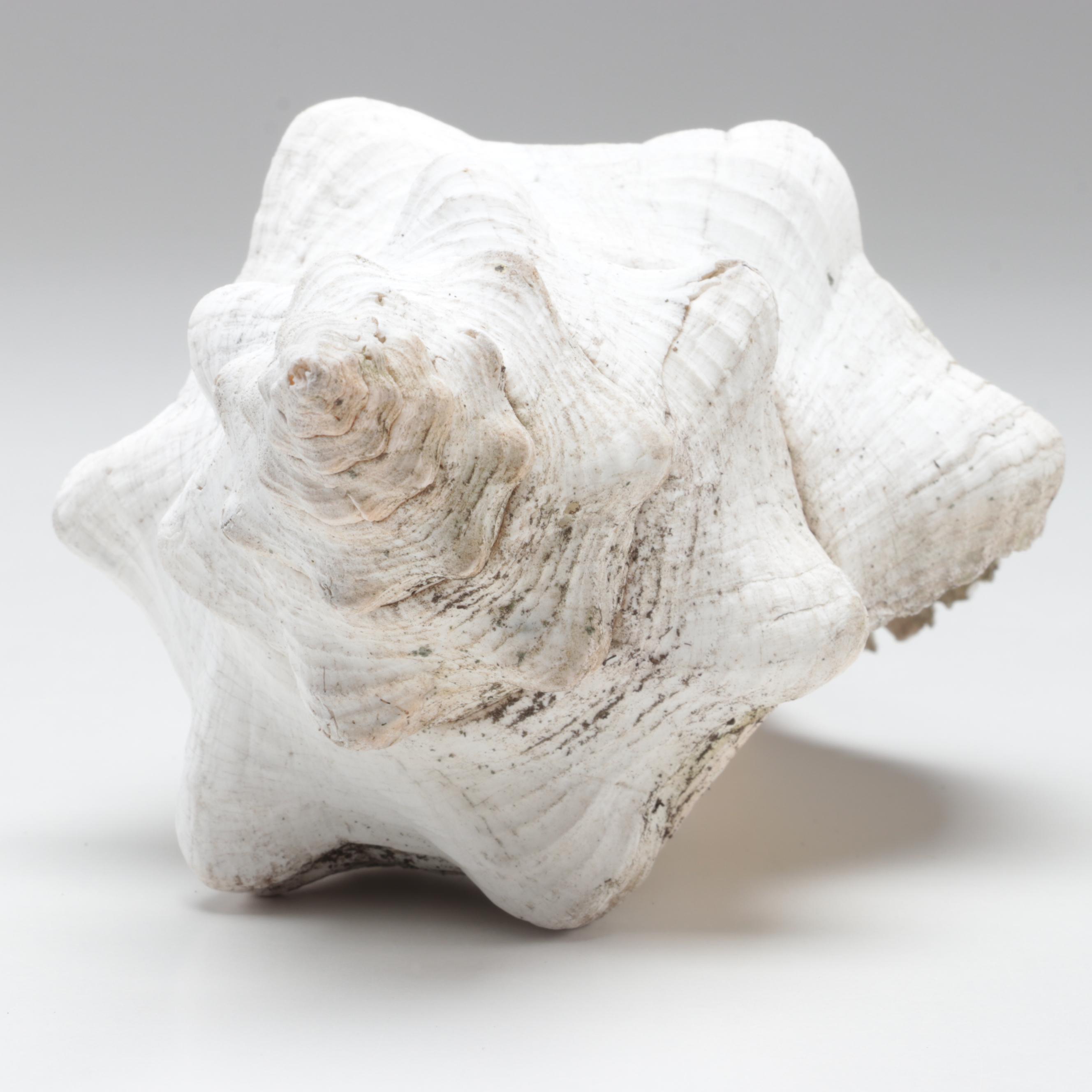 Queen Conch, King Helmet Shell, Horse Conch, Tiger Cowrie and Turban ...