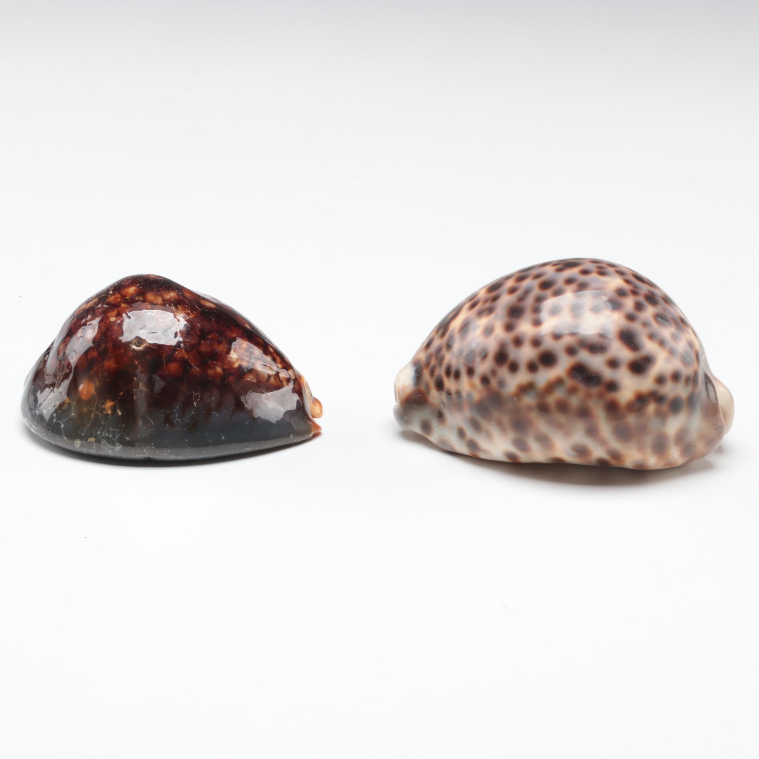 Queen Conch, King Helmet Shell, Horse Conch, Tiger Cowrie and Turban ...