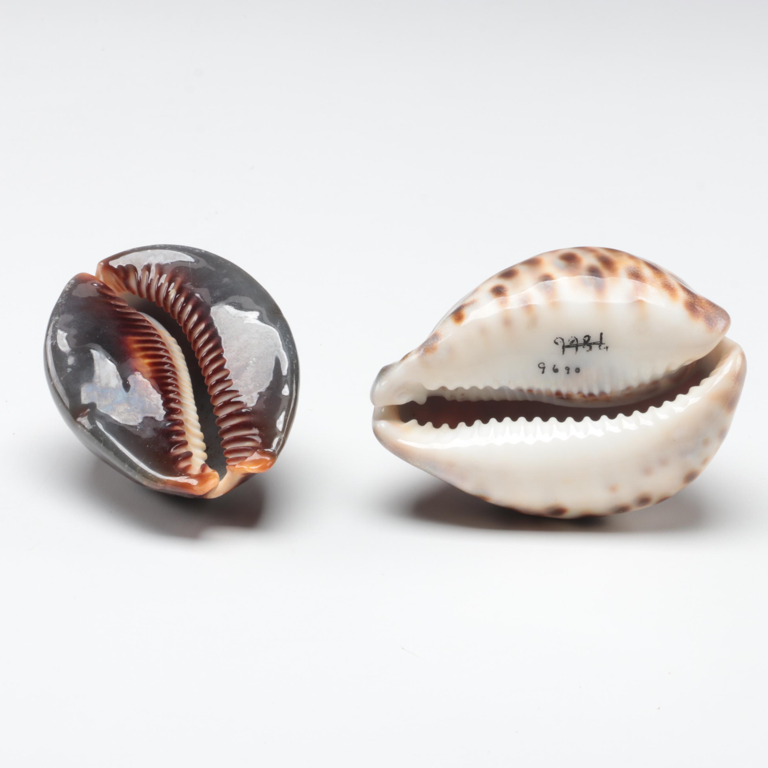 Queen Conch, King Helmet Shell, Horse Conch, Tiger Cowrie and Turban ...