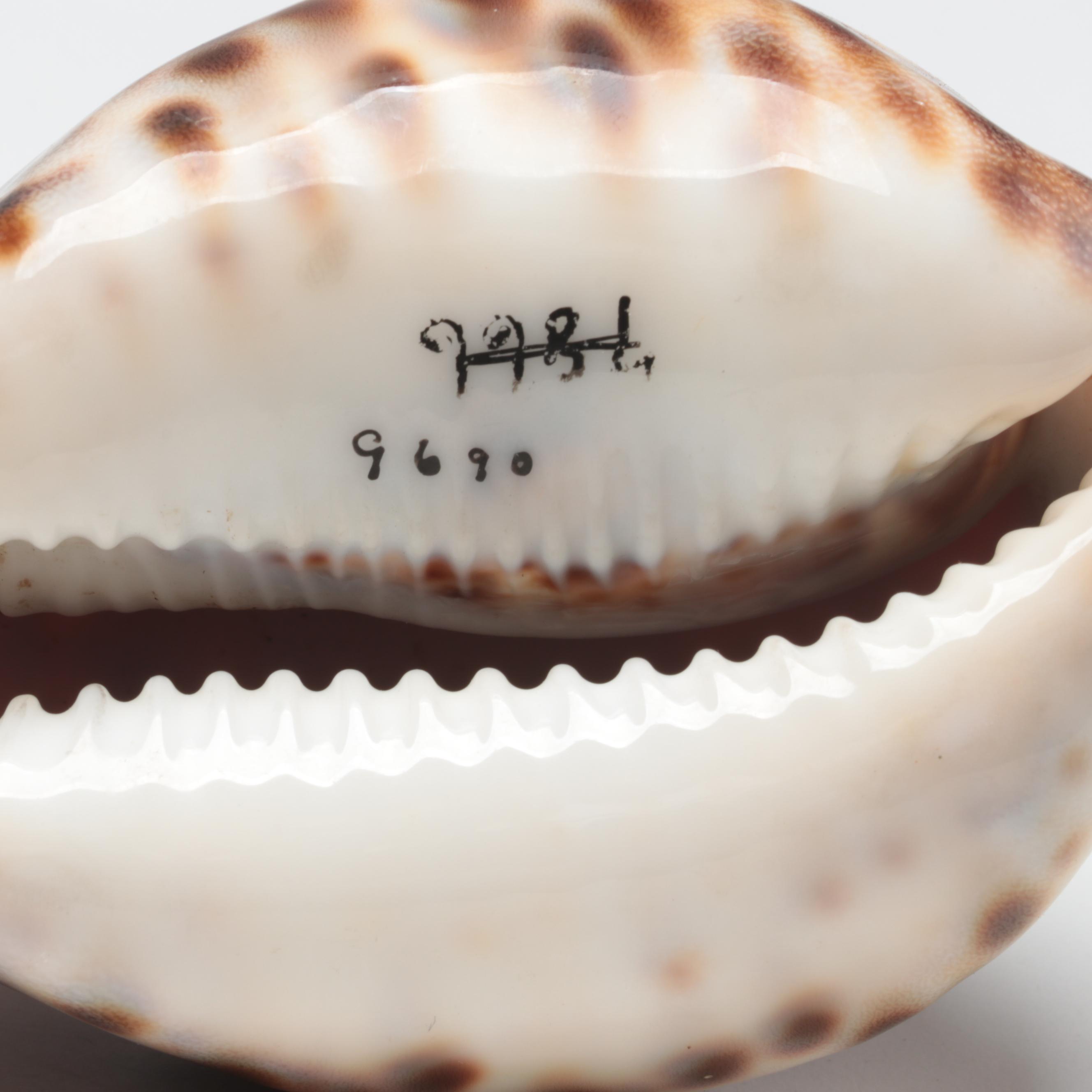 Queen Conch, King Helmet Shell, Horse Conch, Tiger Cowrie and Turban ...