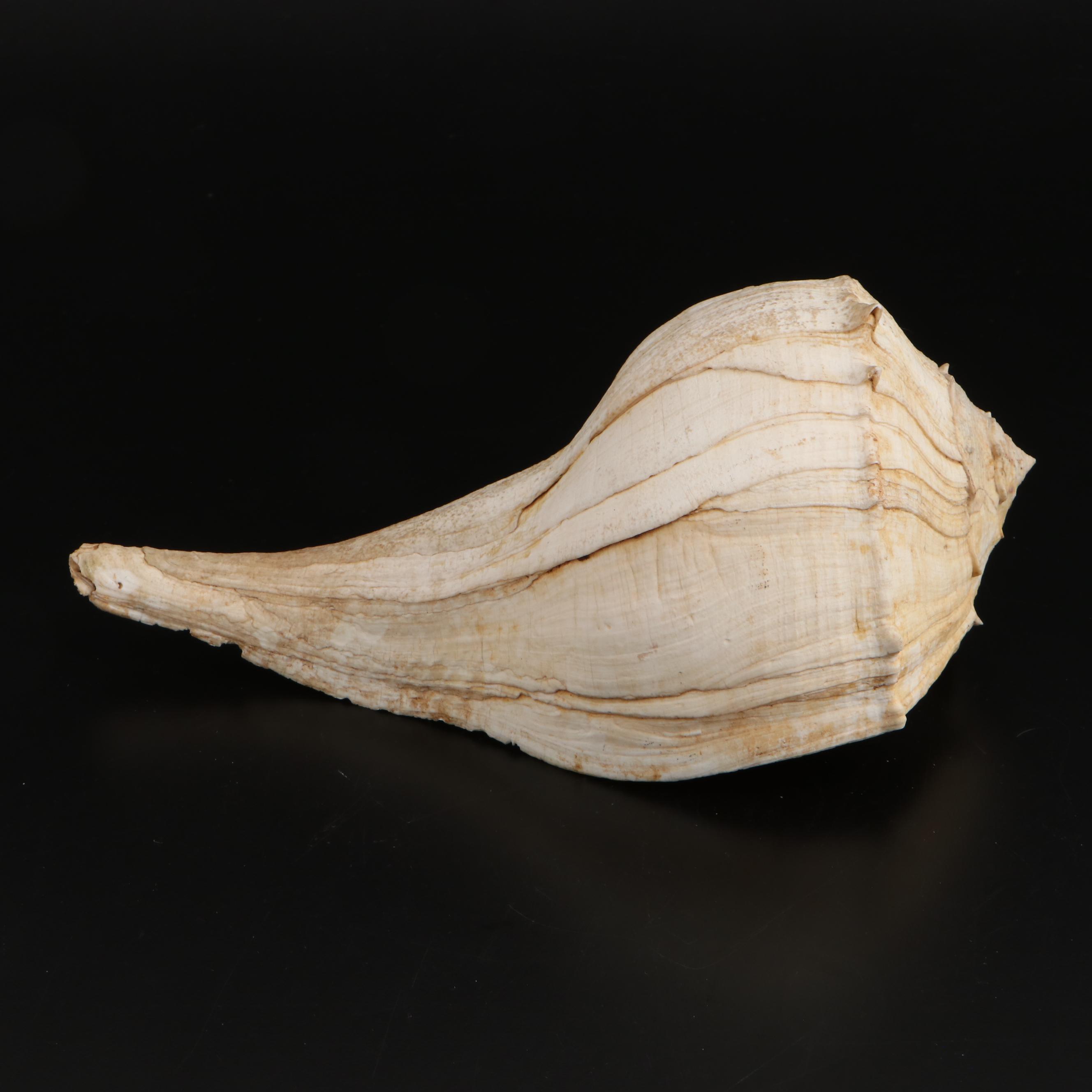 Queen Conch, Bear Paw Clam and Lightning Whelk Shell Specimens | EBTH