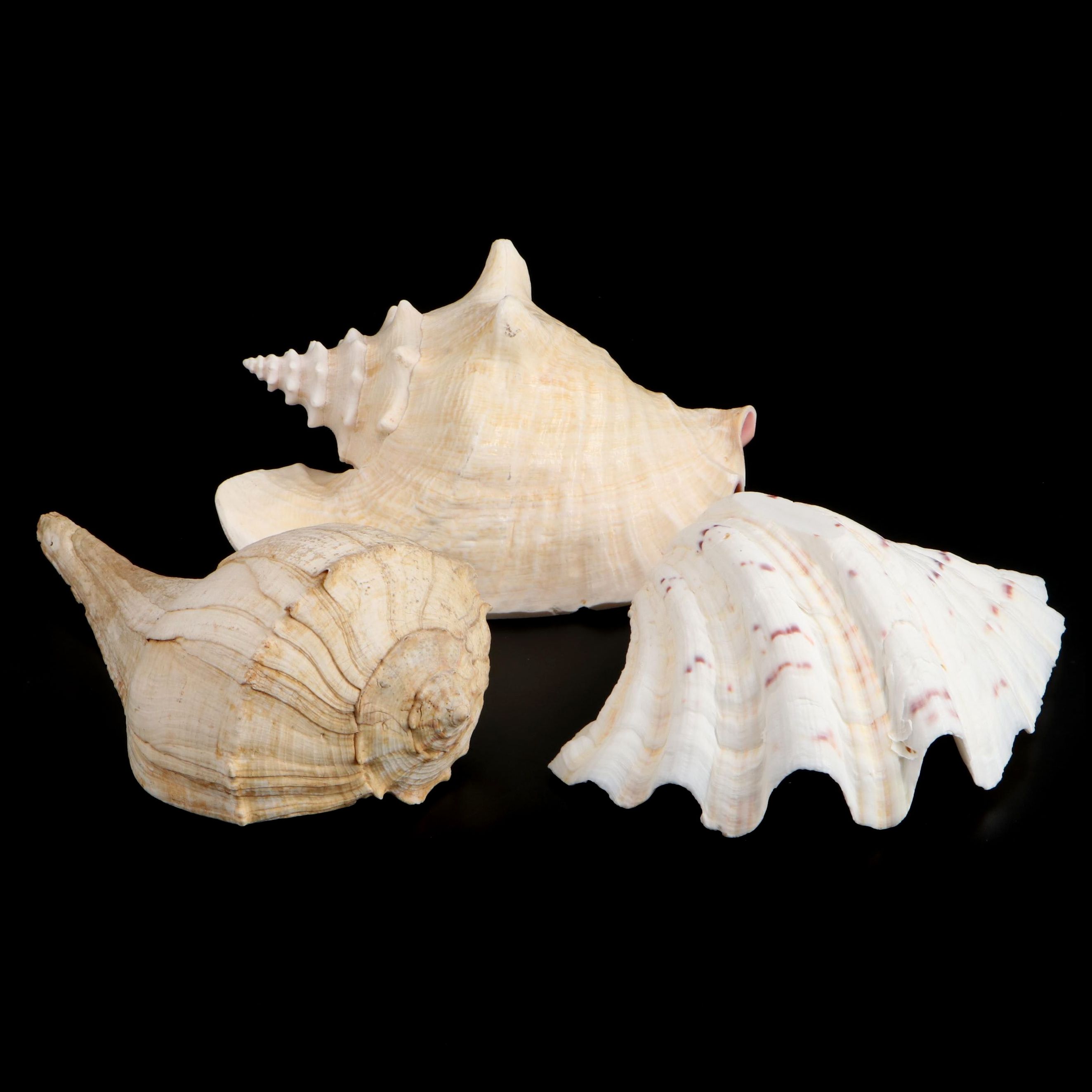 Queen Conch, Bear Paw Clam and Lightning Whelk Shell Specimens | EBTH