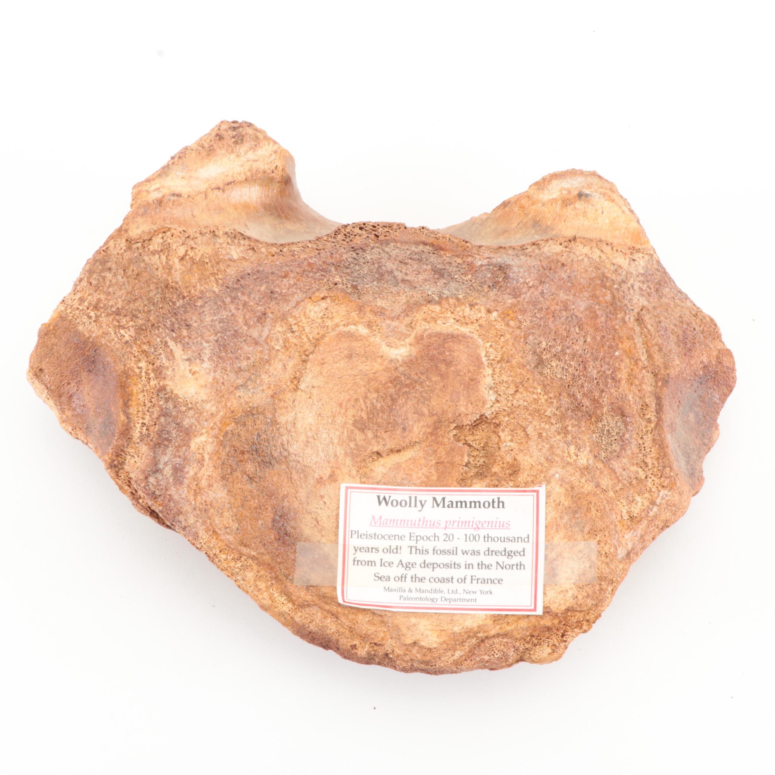 Fossilized Woolly Mammoth Tooth and Partial Vertebrae Specimens ...