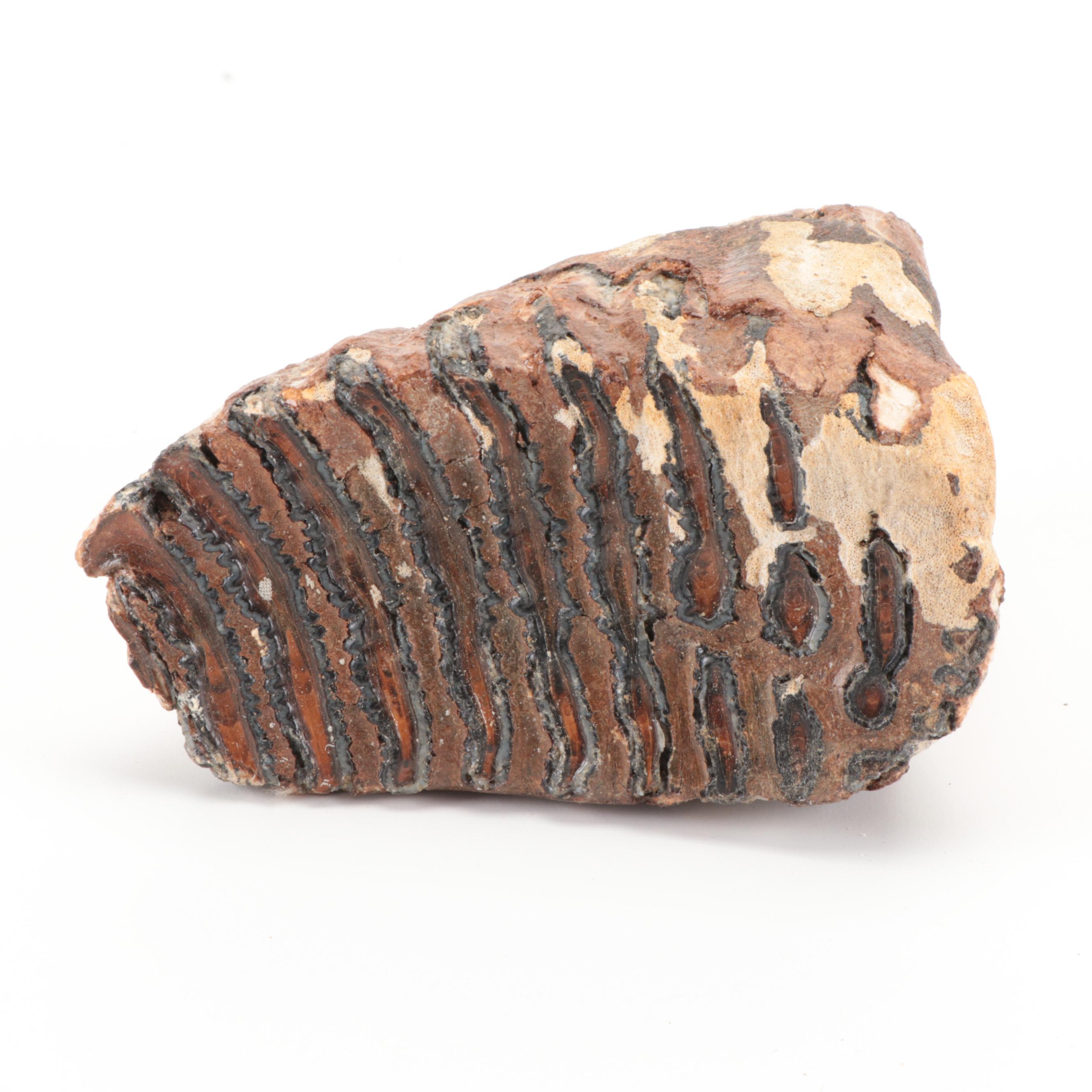 Fossilized Woolly Mammoth Tooth and Partial Vertebrae Specimens ...