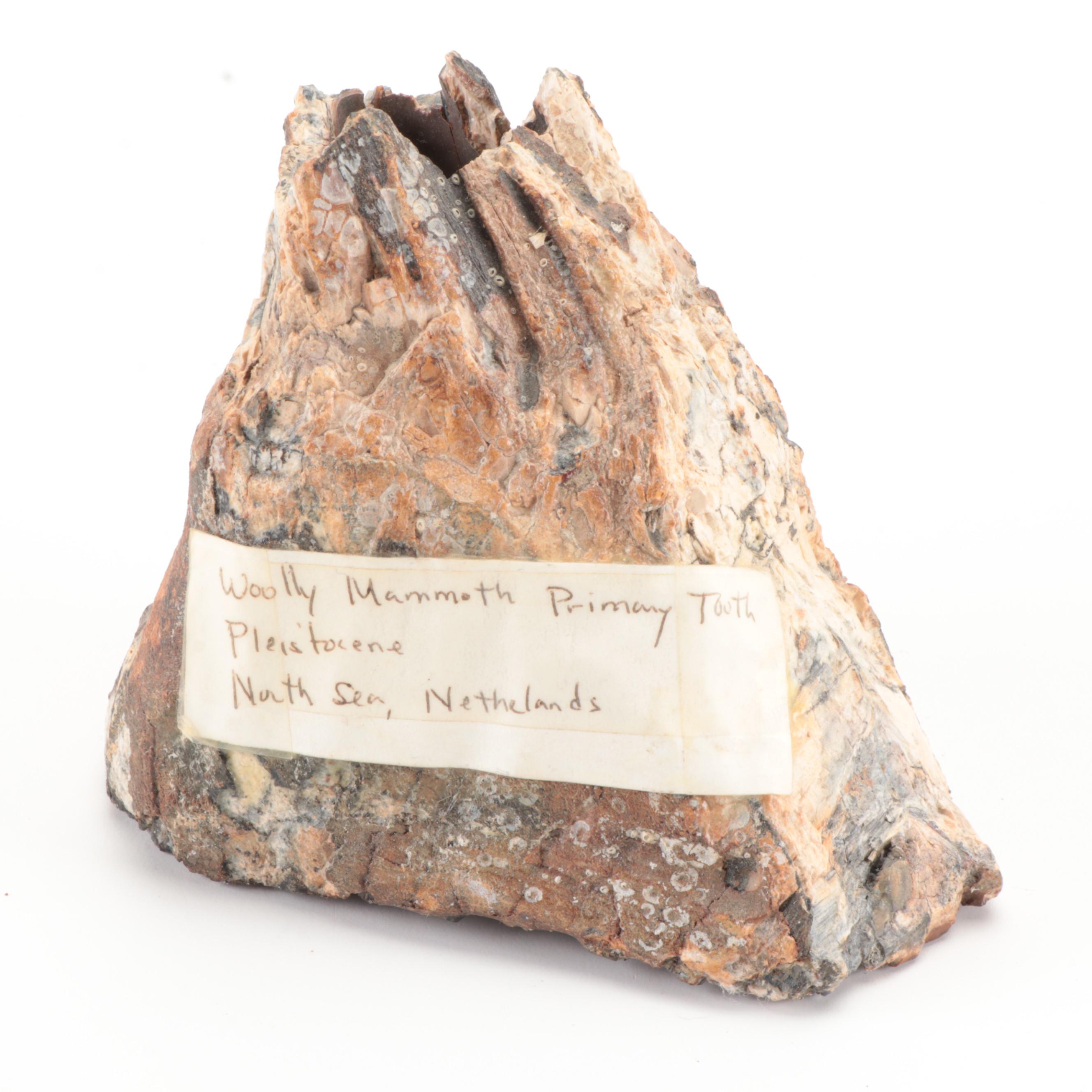 Fossilized Woolly Mammoth Tooth and Partial Vertebrae Specimens ...