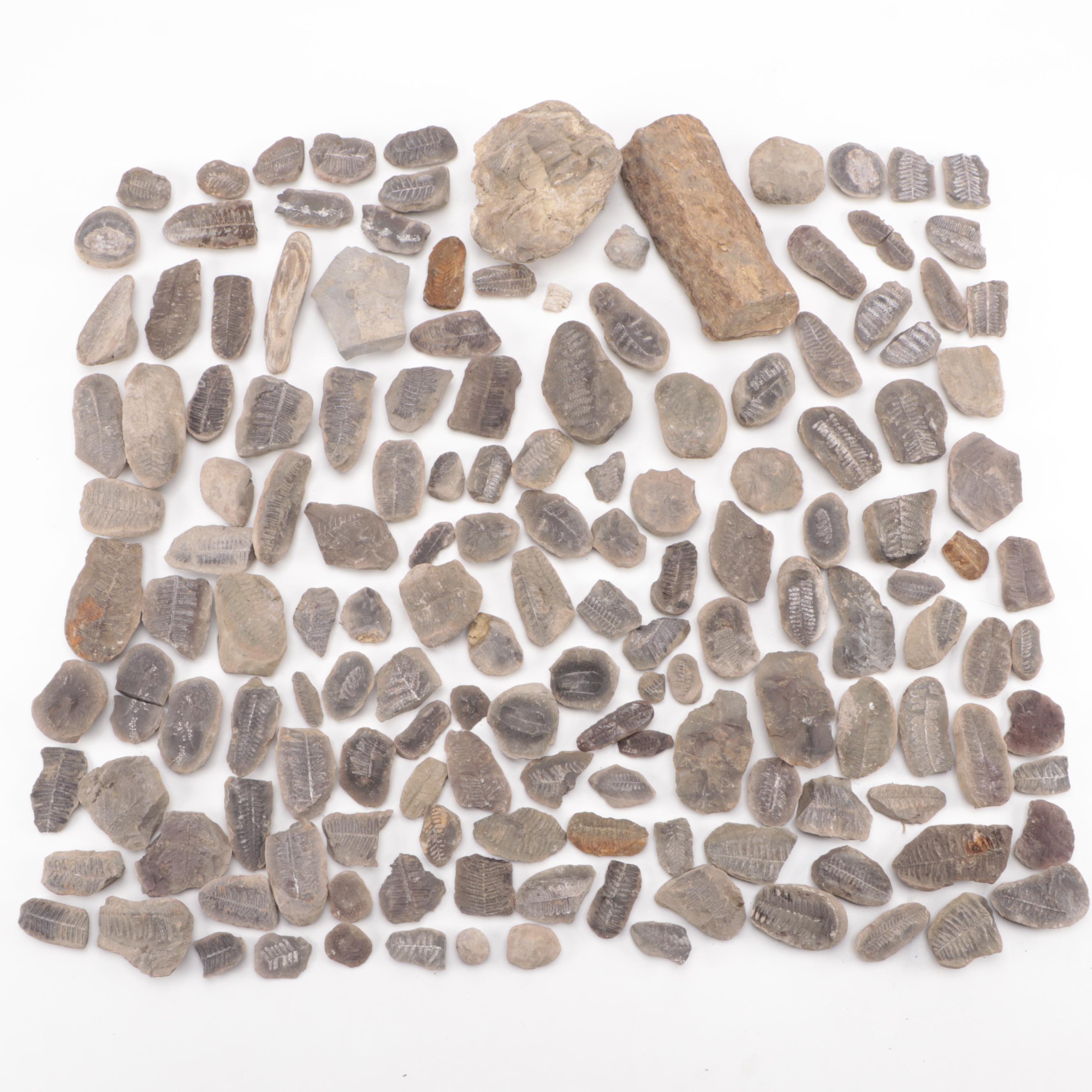 Stigmaria Root Fossil Specimen with Fern Fossils and Other Fossil ...