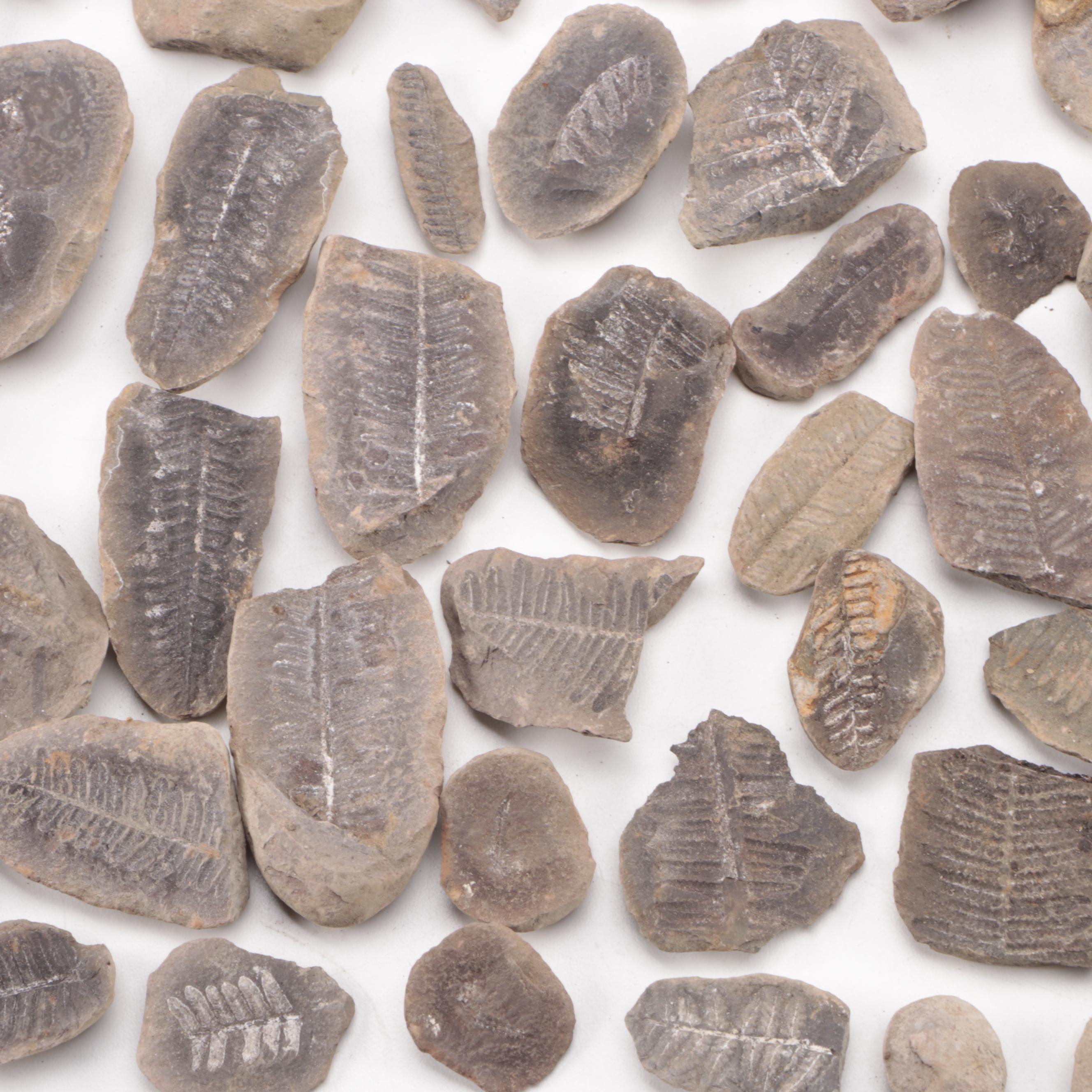 Stigmaria Root Fossil Specimen with Fern Fossils and Other Fossil ...