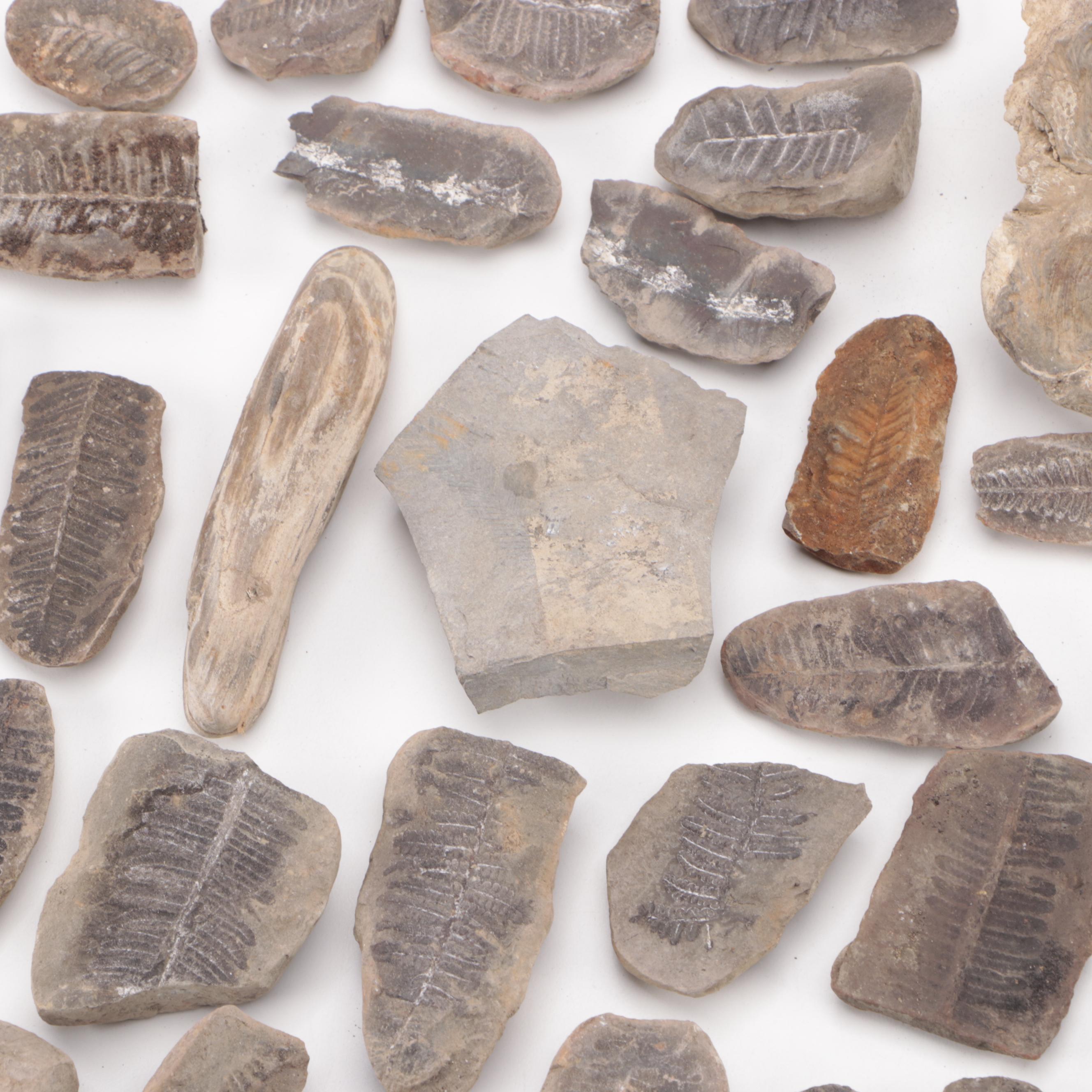 Stigmaria Root Fossil Specimen with Fern Fossils and Other Fossil ...