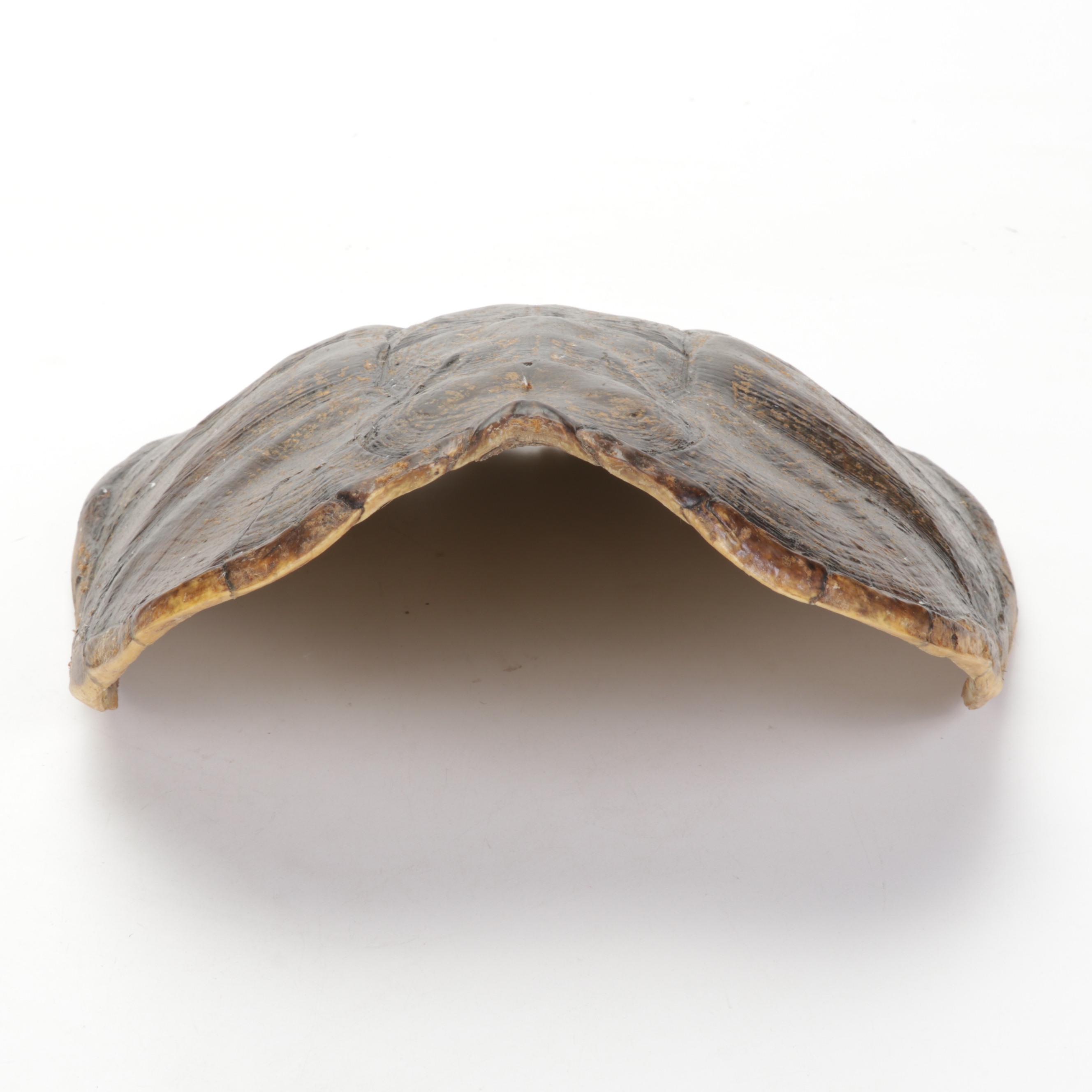 Common Snapping Turtle Shell | EBTH