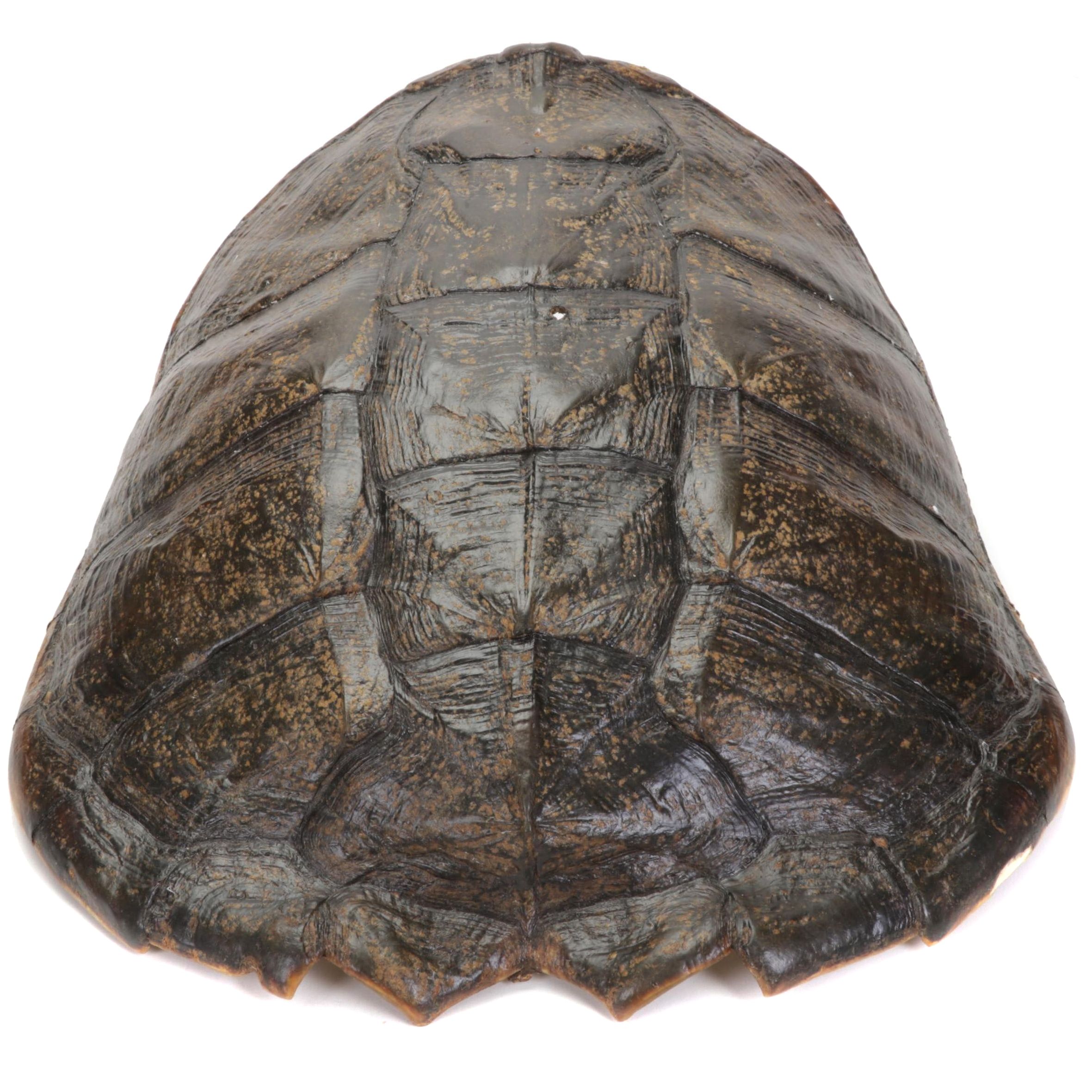 Common Snapping Turtle Shell | EBTH