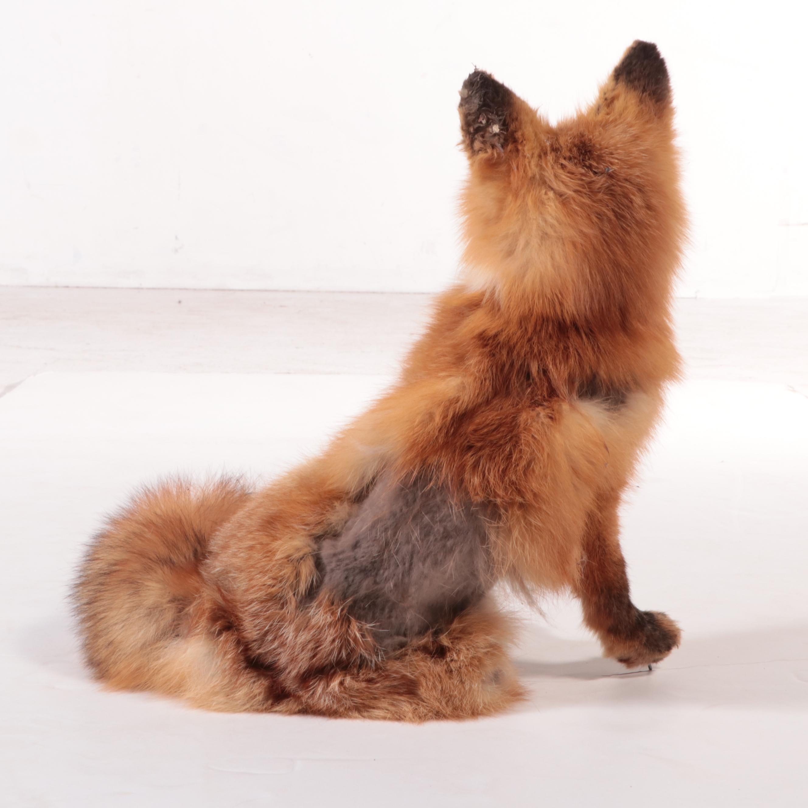 Taxidermy Red Fox Full Body Mount, 20th Century | EBTH