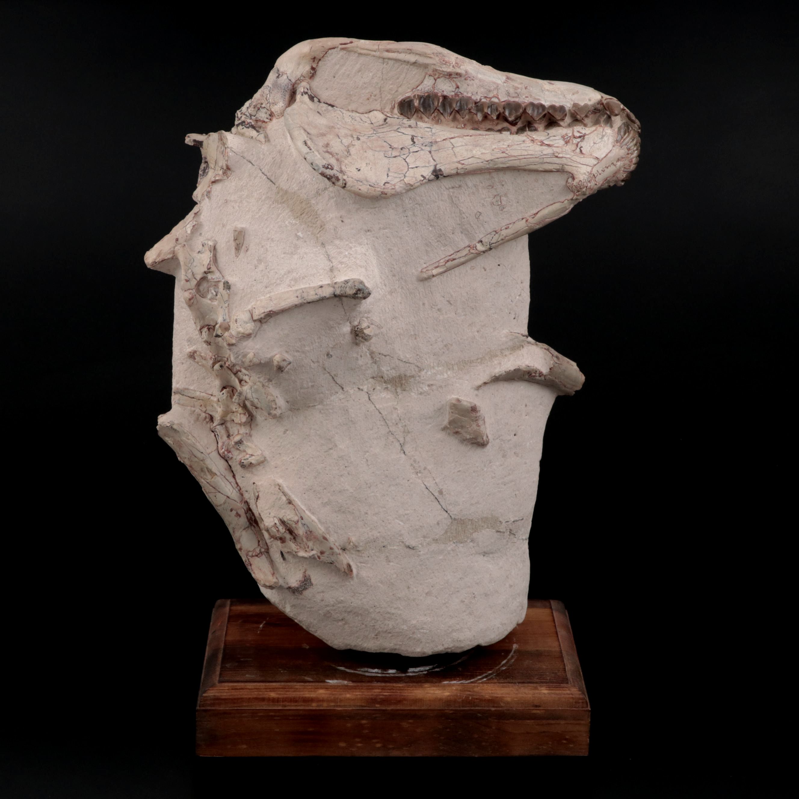 Merycoidodon Gracilis Oreodont Skull and Partial Skeleton in Matrix | EBTH