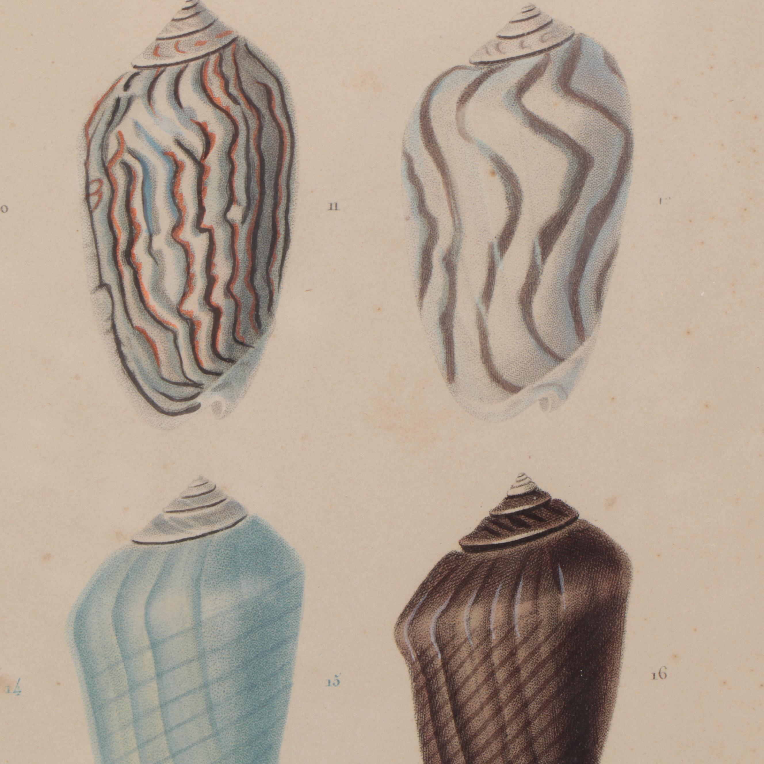 Jean-Charles Chenu Hand-Colored Engraving of Shell Types, Circa 1842 | EBTH