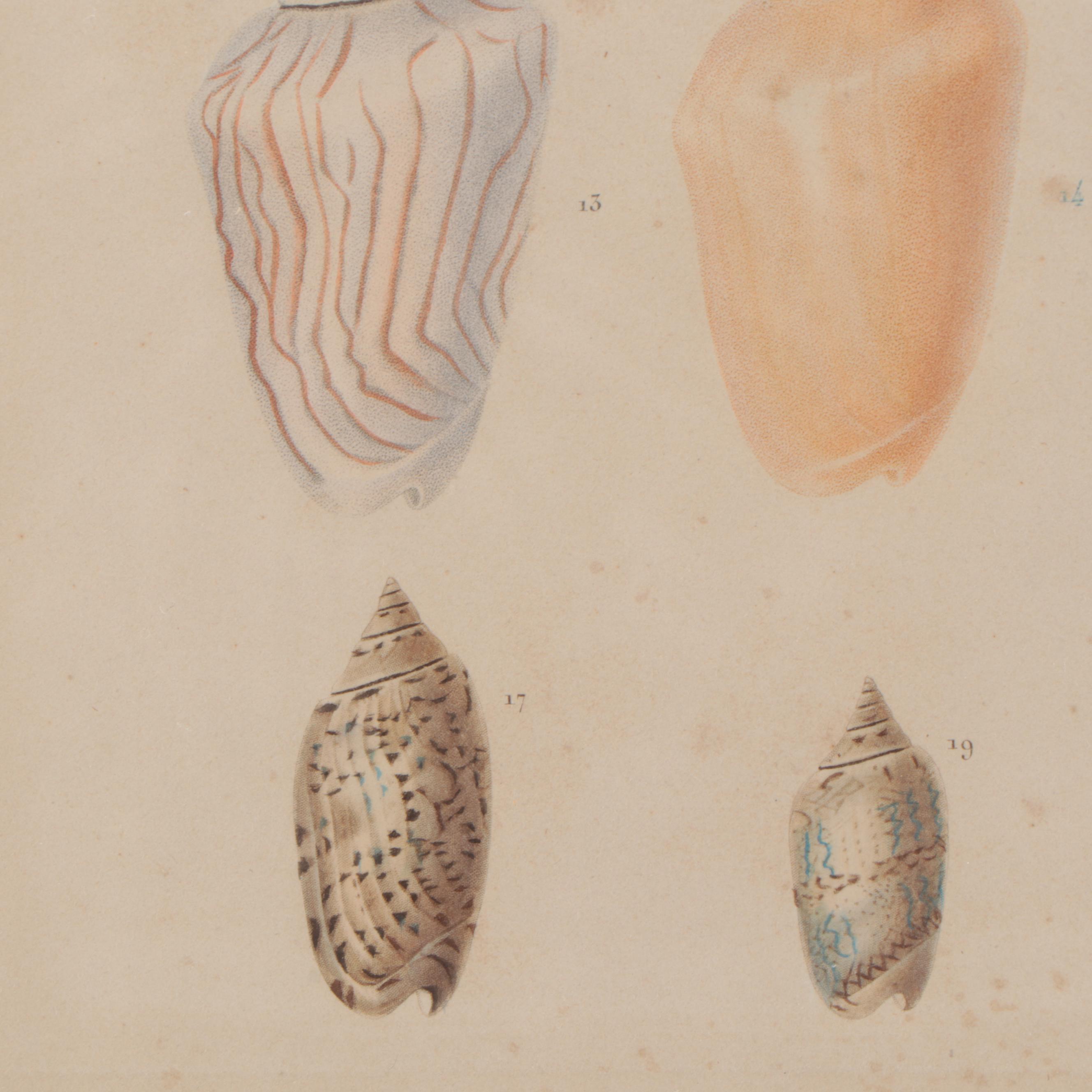 Jean-Charles Chenu Hand-Colored Engraving of Shell Types, Circa 1842 | EBTH