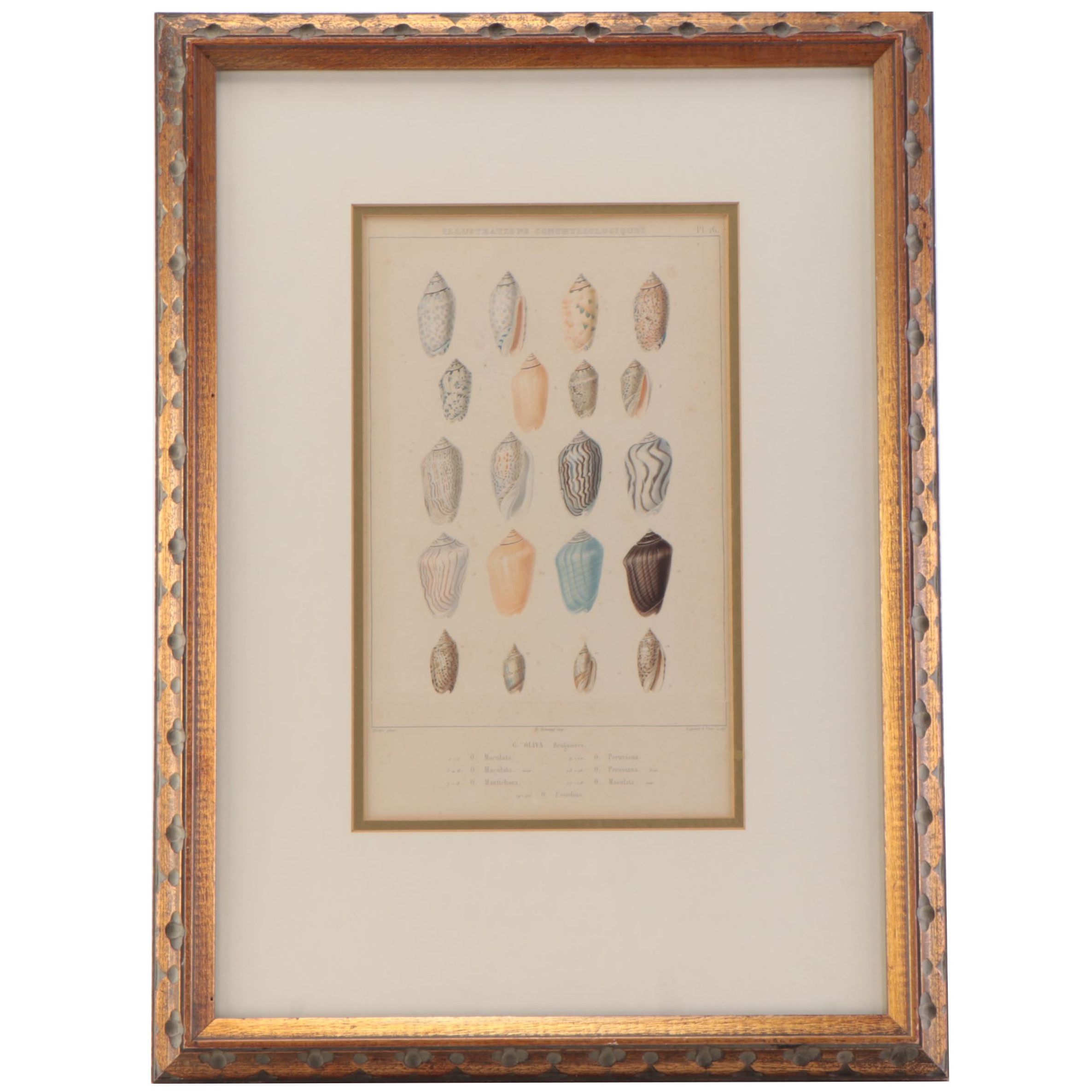 Jean-Charles Chenu Hand-Colored Engraving of Shell Types, Circa 1842 | EBTH