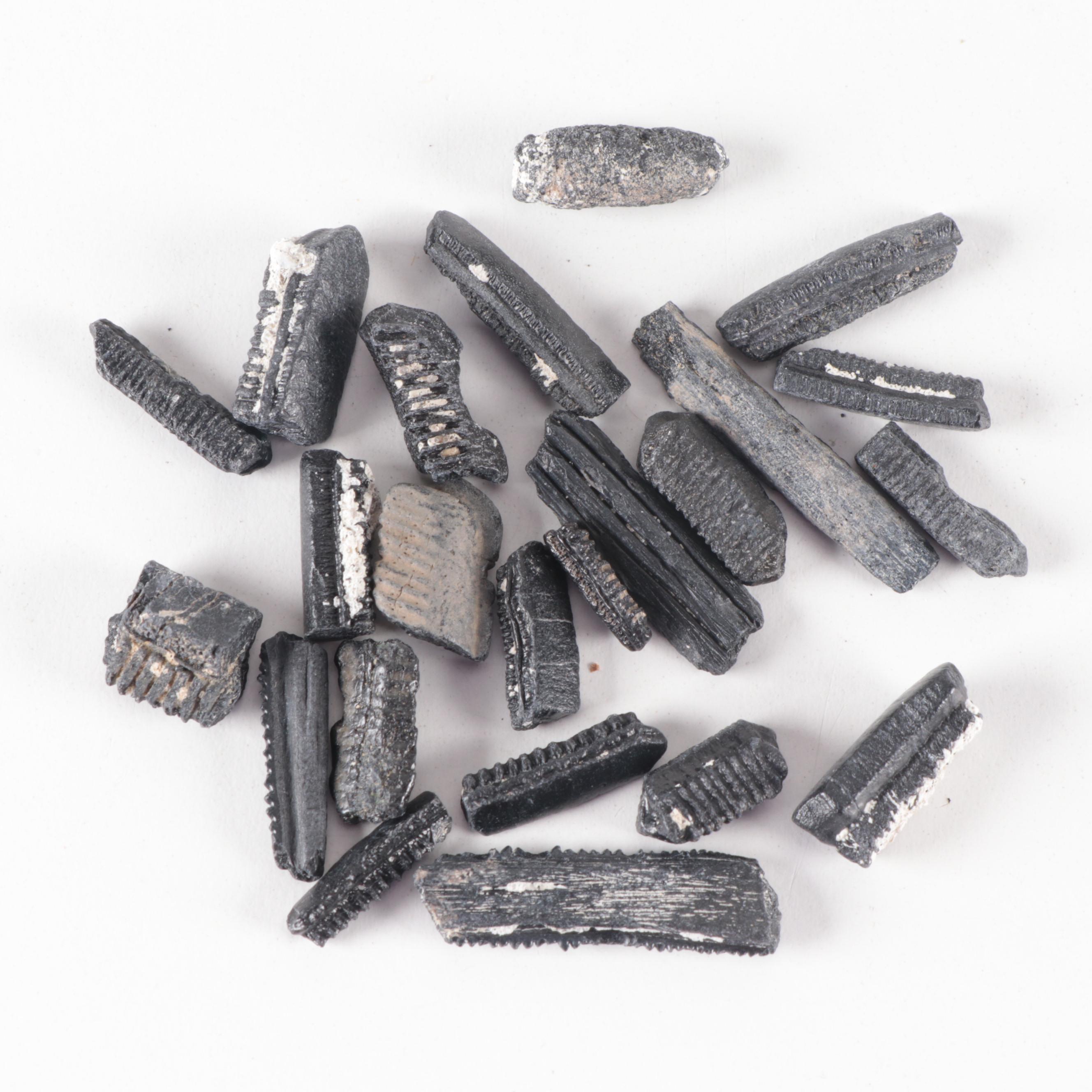 Fossil Shark Teeth and Stingray Dental Plate Fossil Specimens | EBTH