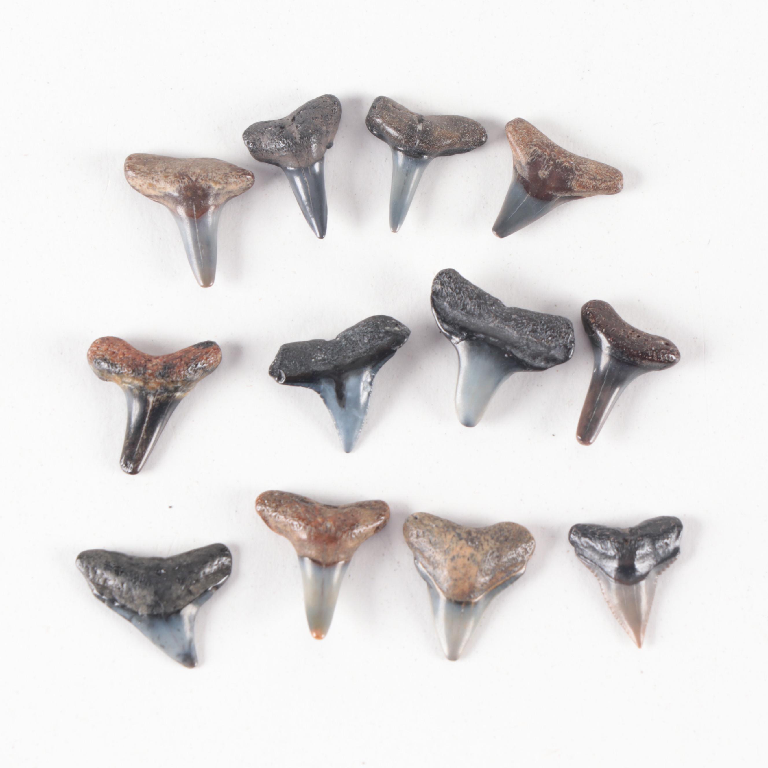 Fossil Shark Teeth and Stingray Dental Plate Fossil Specimens | EBTH