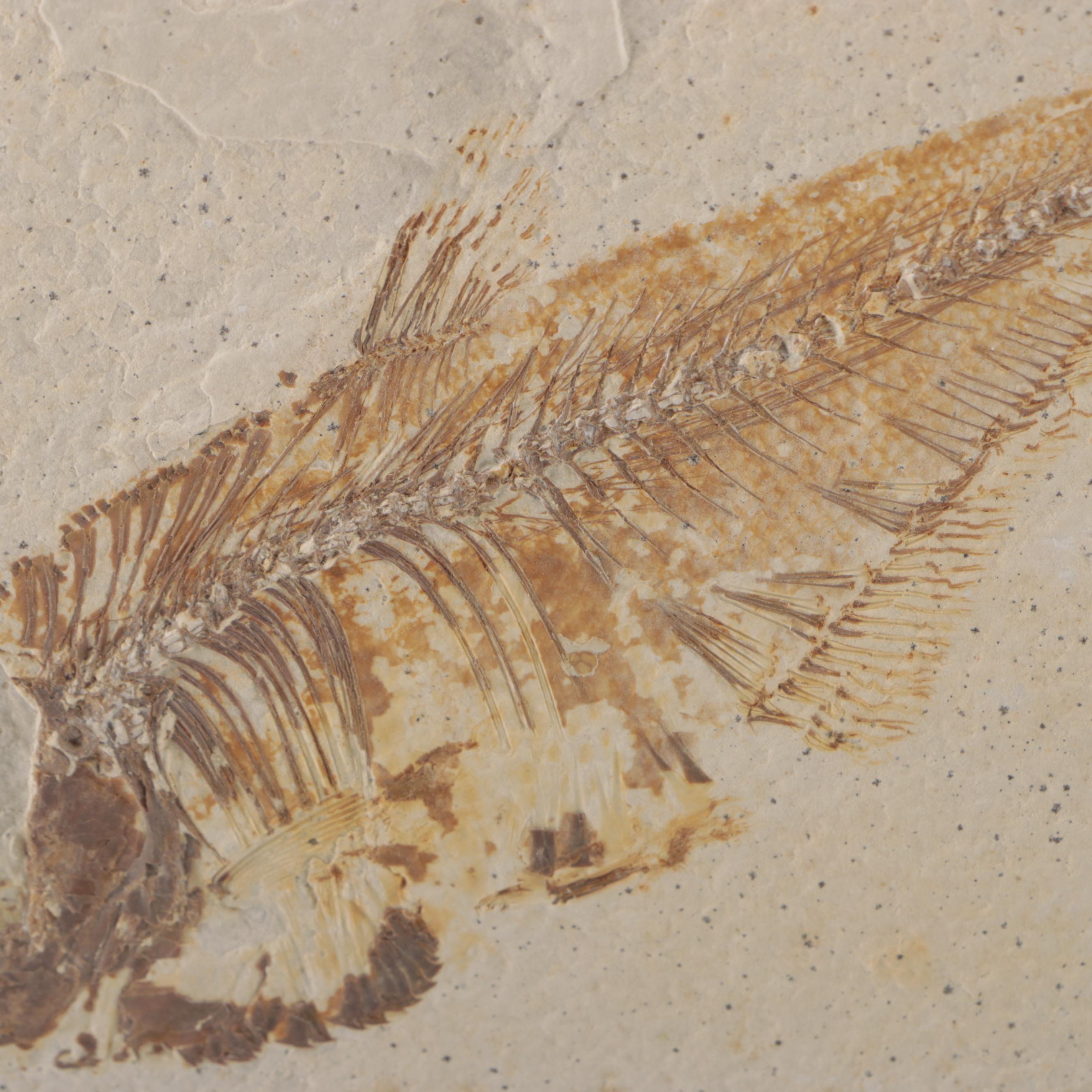 Fossilized Fish Specimen in Limestone Slab | EBTH