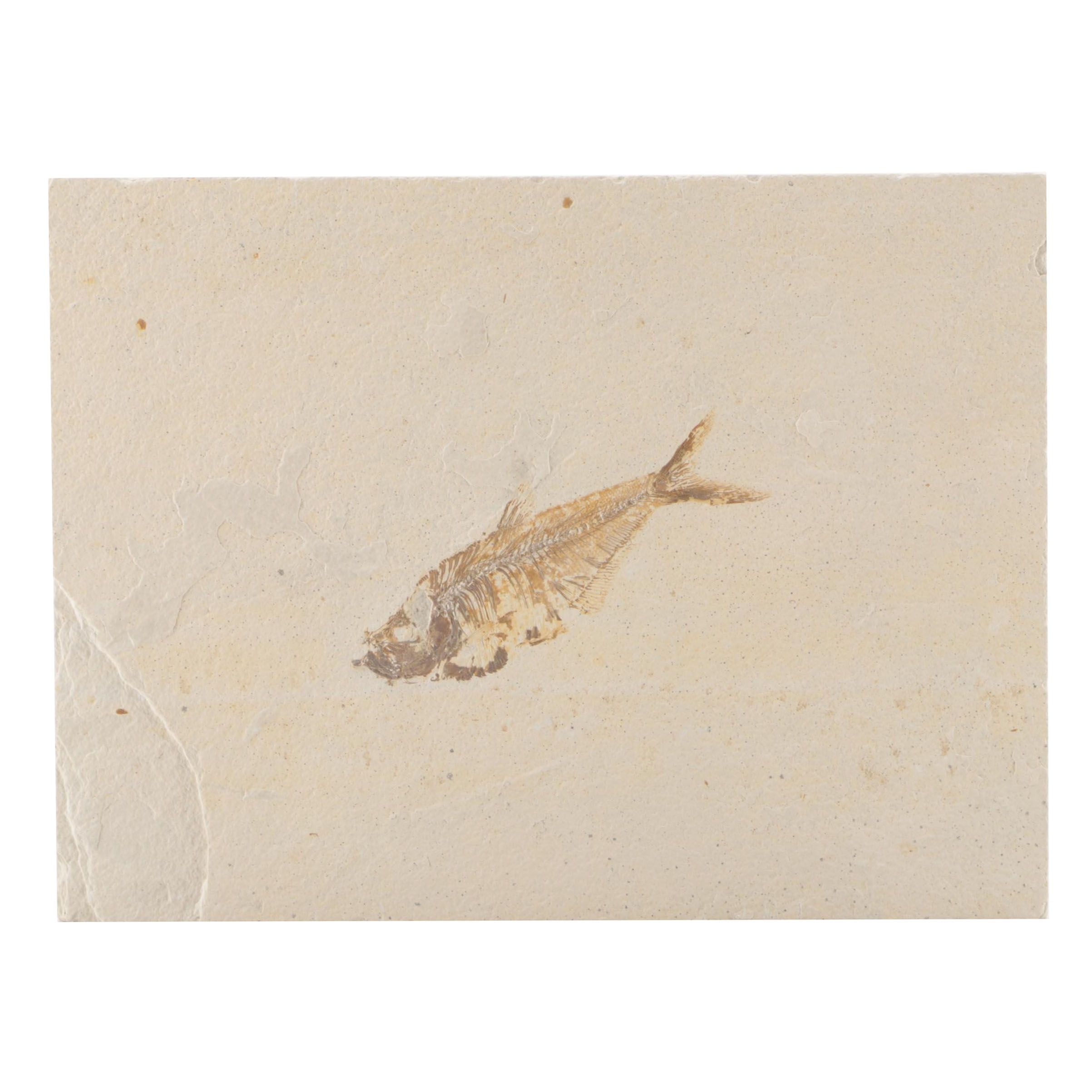 Fossilized Fish Specimen in Limestone Slab | EBTH
