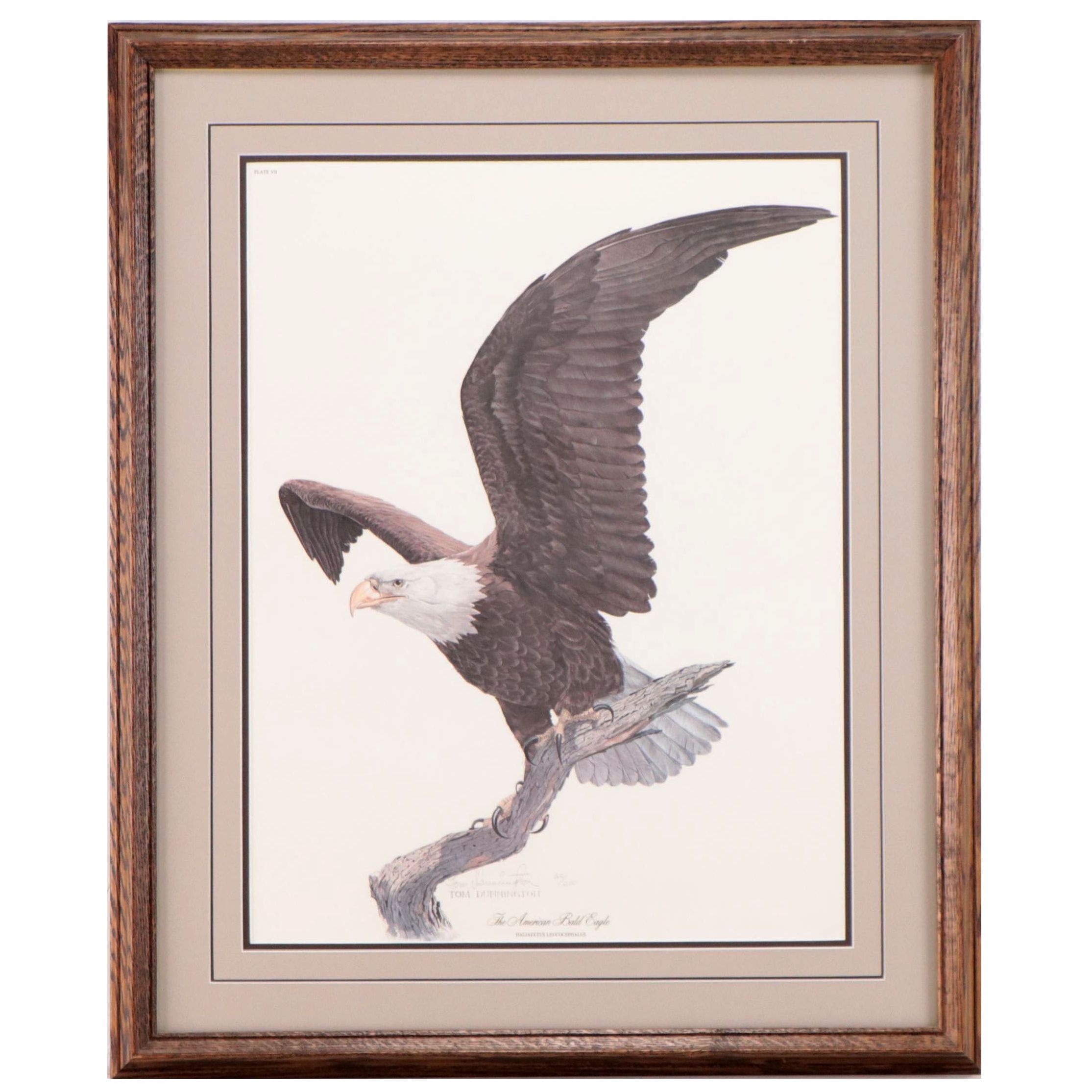 Tom Dunnington Offset Lithograph "The American Bald Eagle," Late 20th ...
