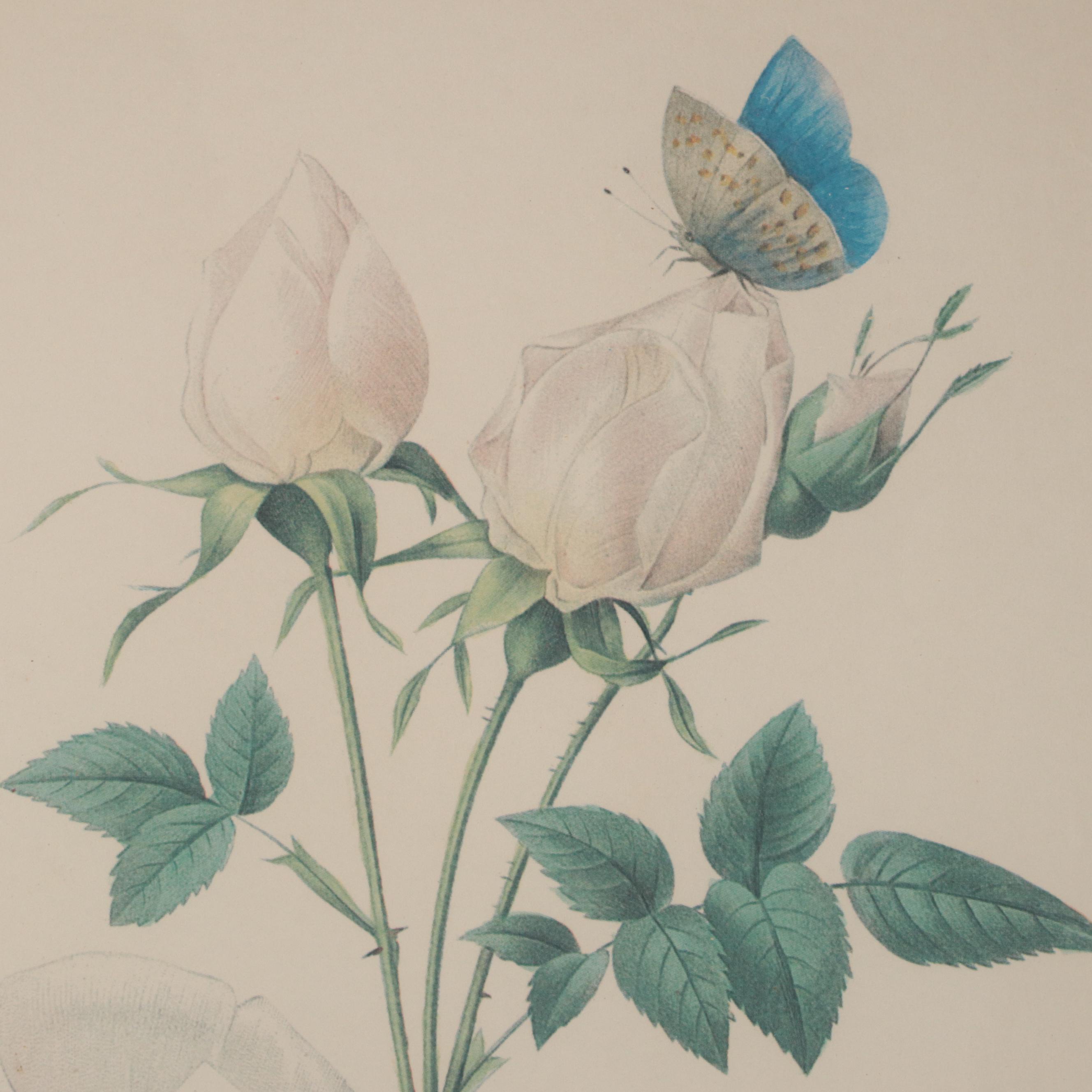 Offset Lithograph After Pierre-Joseph Redouté "Bengale Thé hyménée" | EBTH