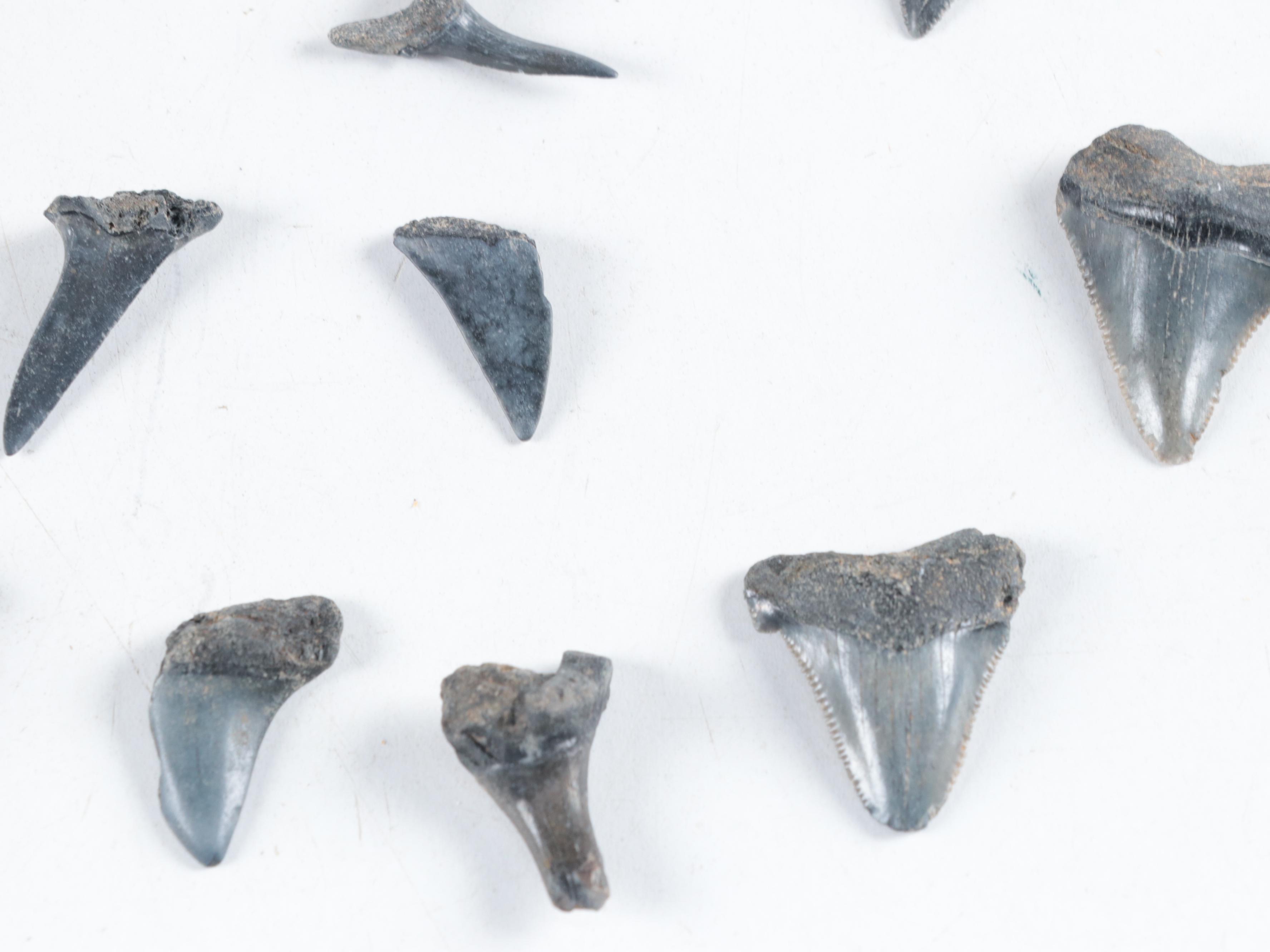 Fossilized Shark and Megalodon Tooth Specimens with Other Fossilized ...