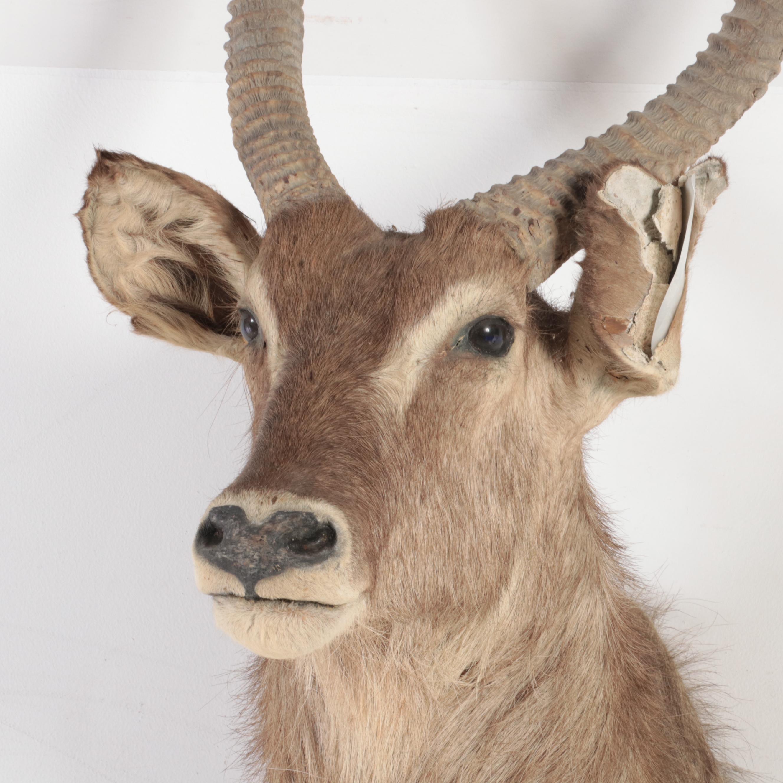 African Waterbuck Shoulder Mount Taxidermy | EBTH