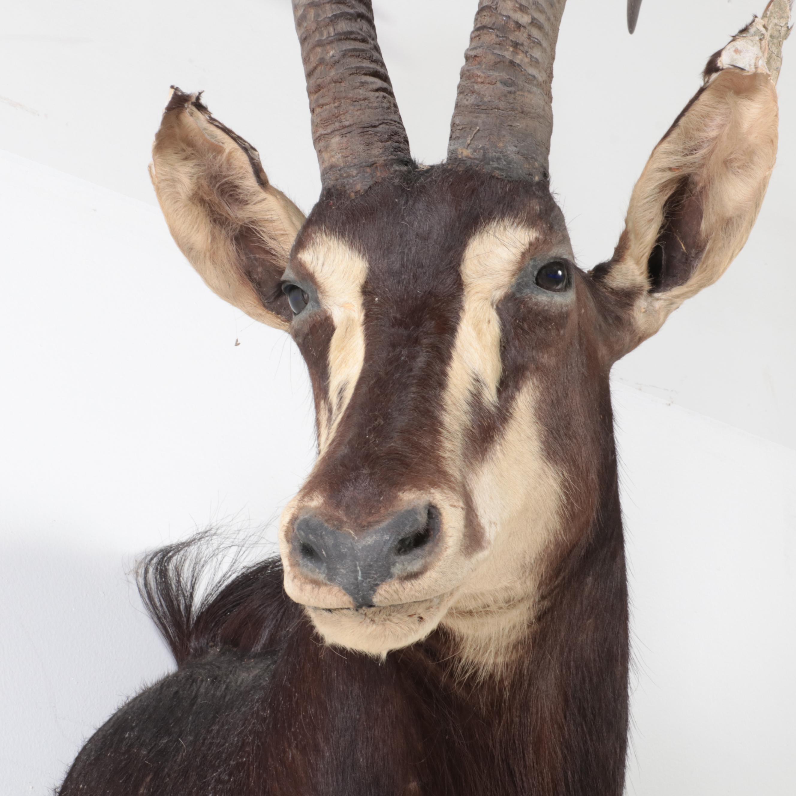 Sable Antelope Shoulder Mount Taxidermy | EBTH
