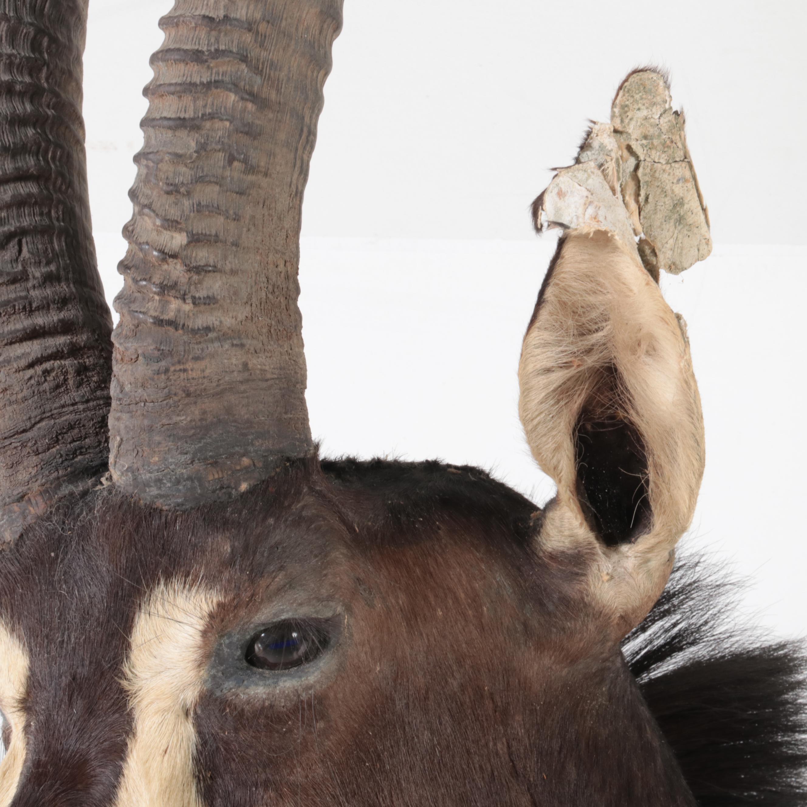Sable Antelope Shoulder Mount Taxidermy | EBTH