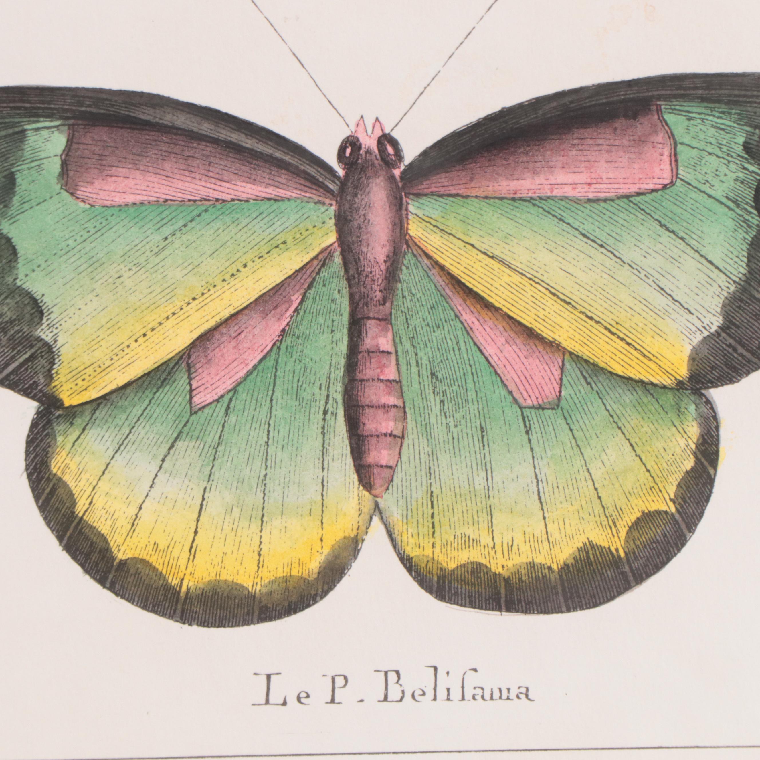 Butterfly Hand-Colored Lithographs | EBTH