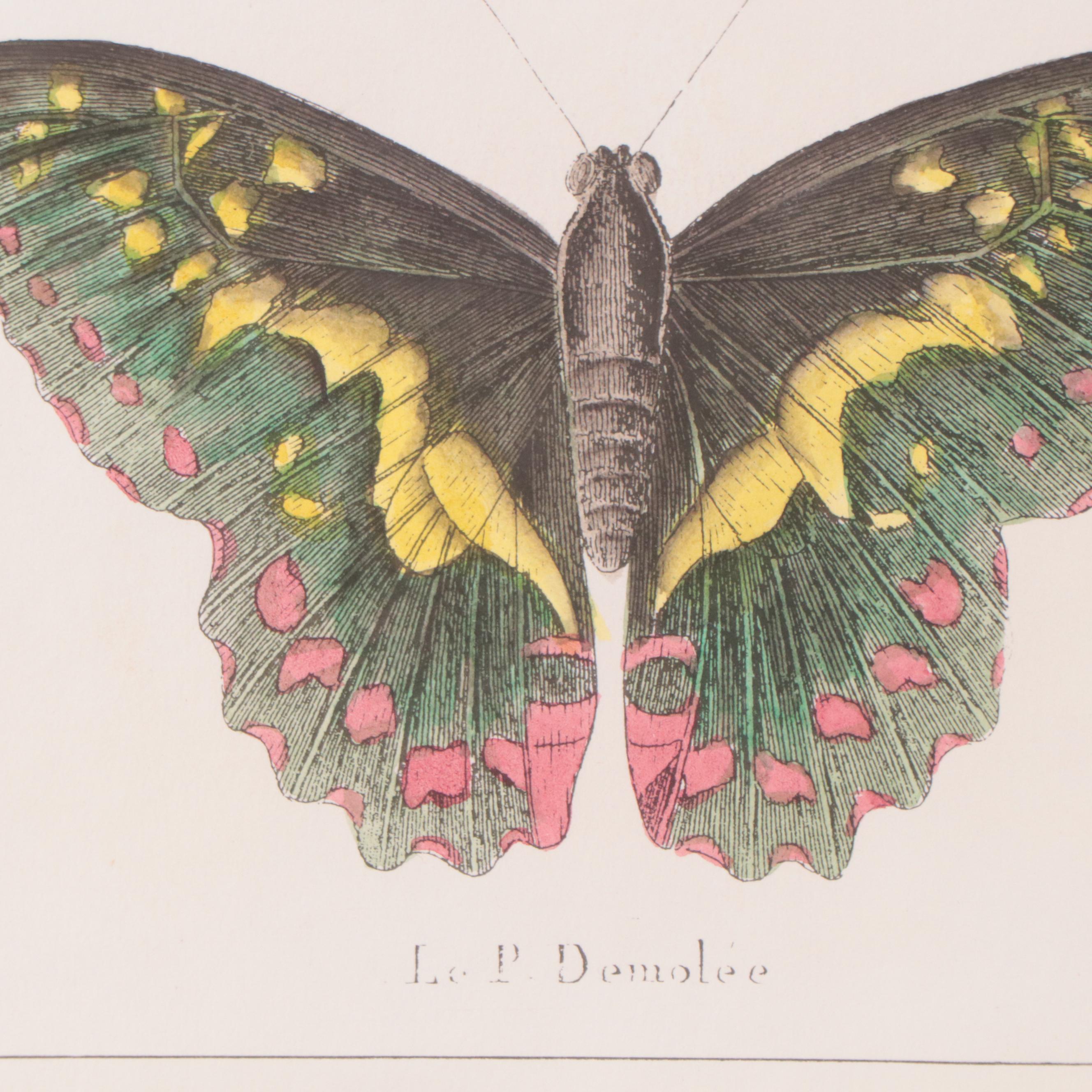 Butterfly Hand-Colored Lithographs | EBTH