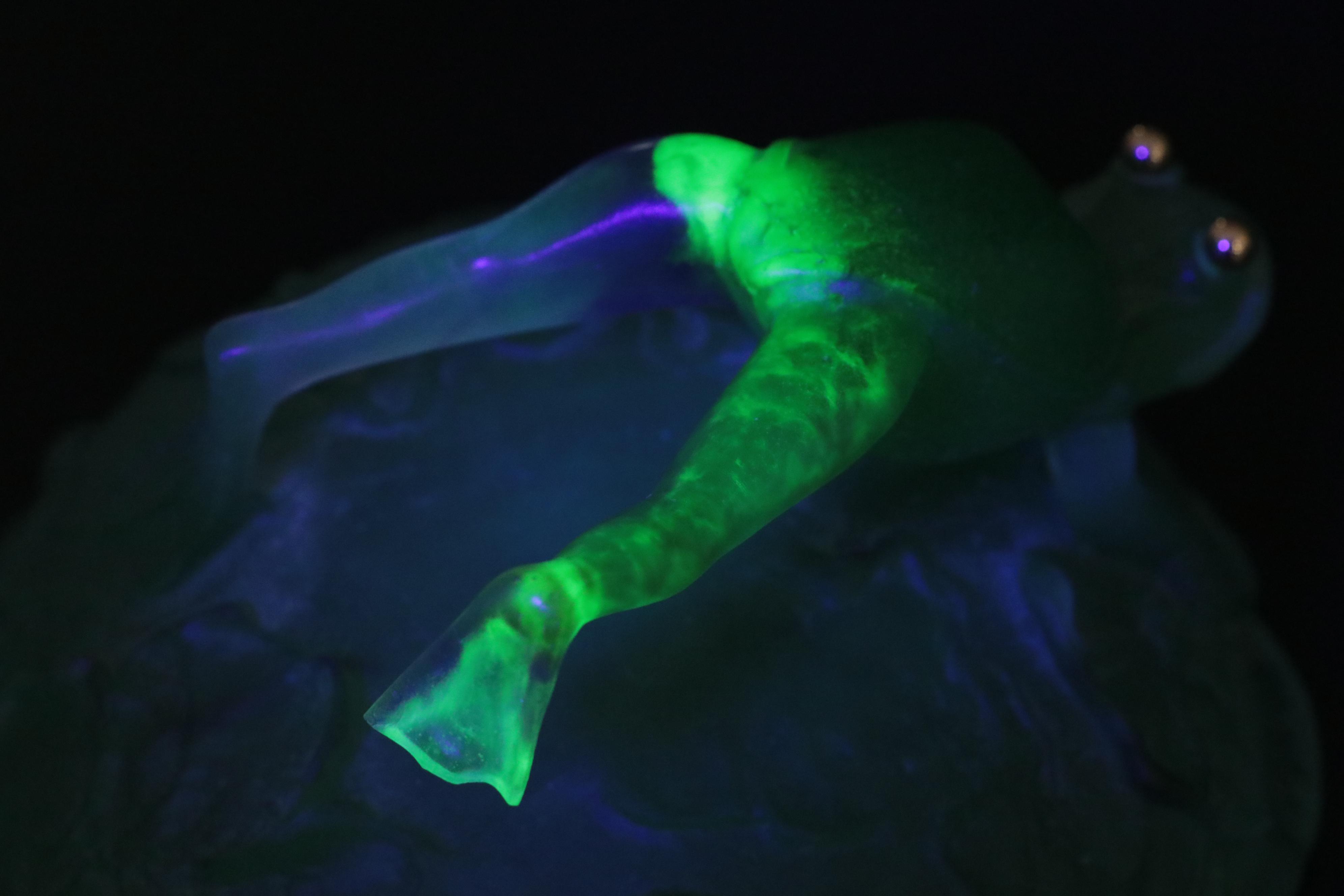 Daum Pâte de Verre Art Glass Frogs with Gold Eyes on Lily Pads Covered ...