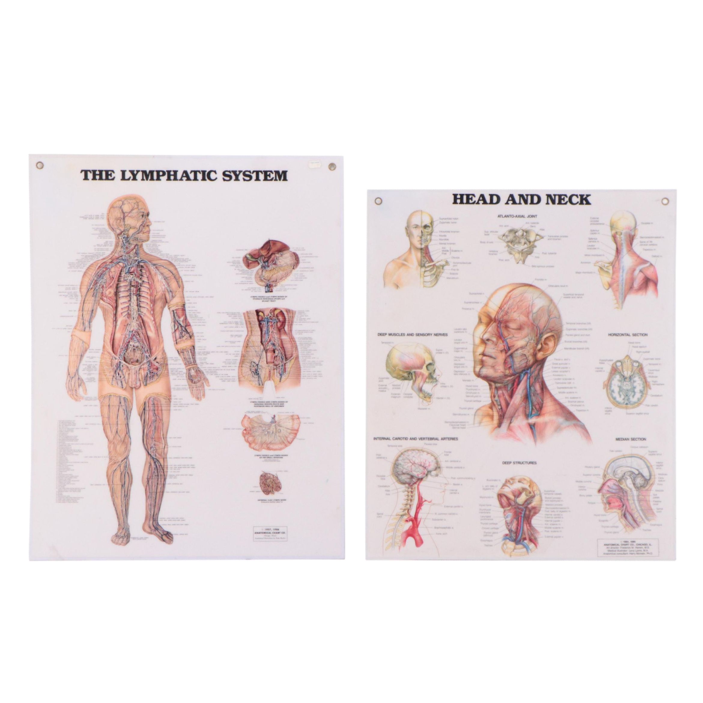 Medical Anatomical "Head and Neck", "The Lymphatic System" Charts, 20th ...
