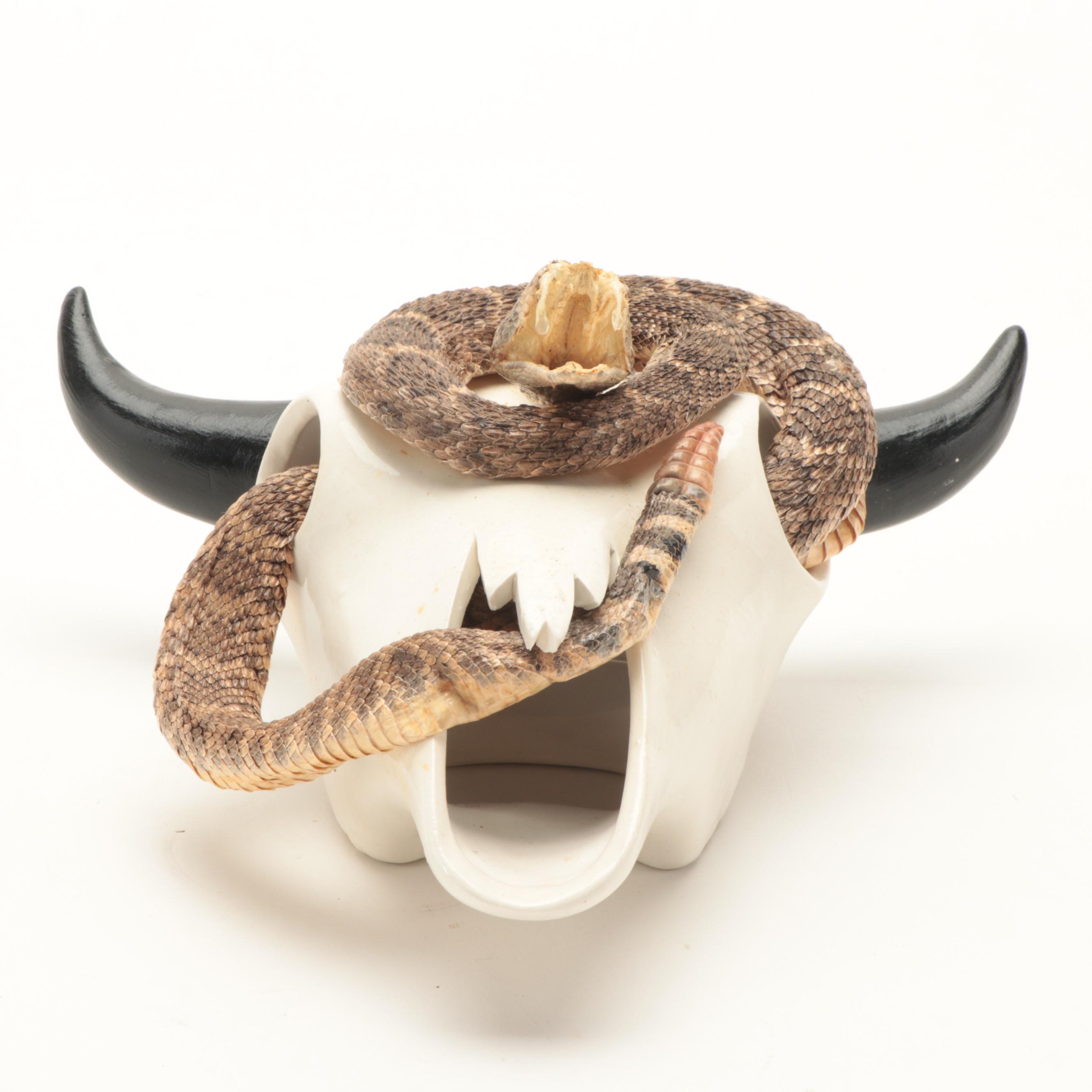 Western Diamondback Rattlesnake Full Body Mount in Ceramic Cow Skull | EBTH