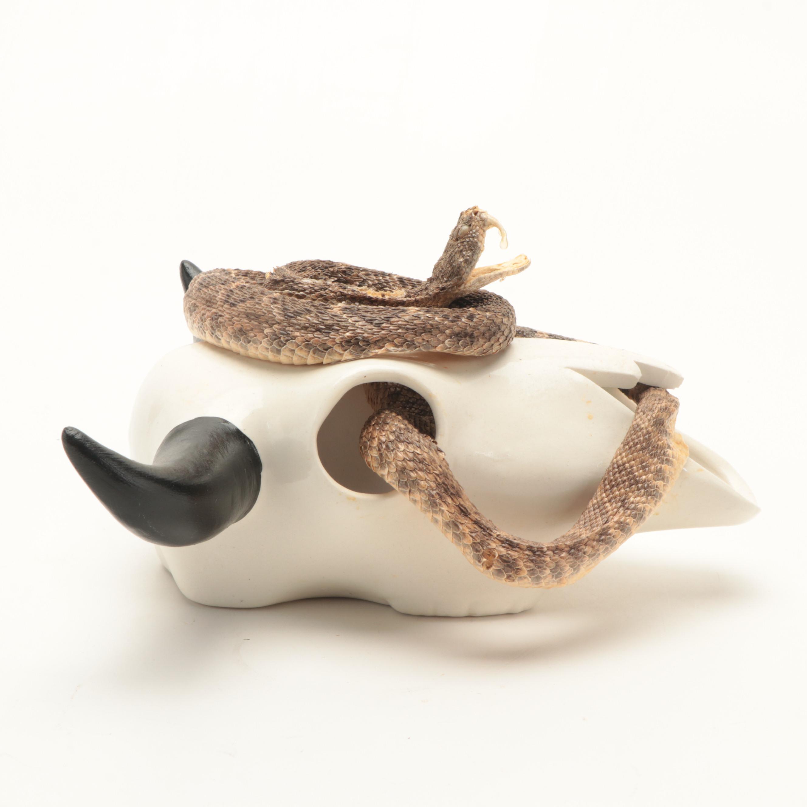 Western Diamondback Rattlesnake Full Body Mount in Ceramic Cow Skull | EBTH