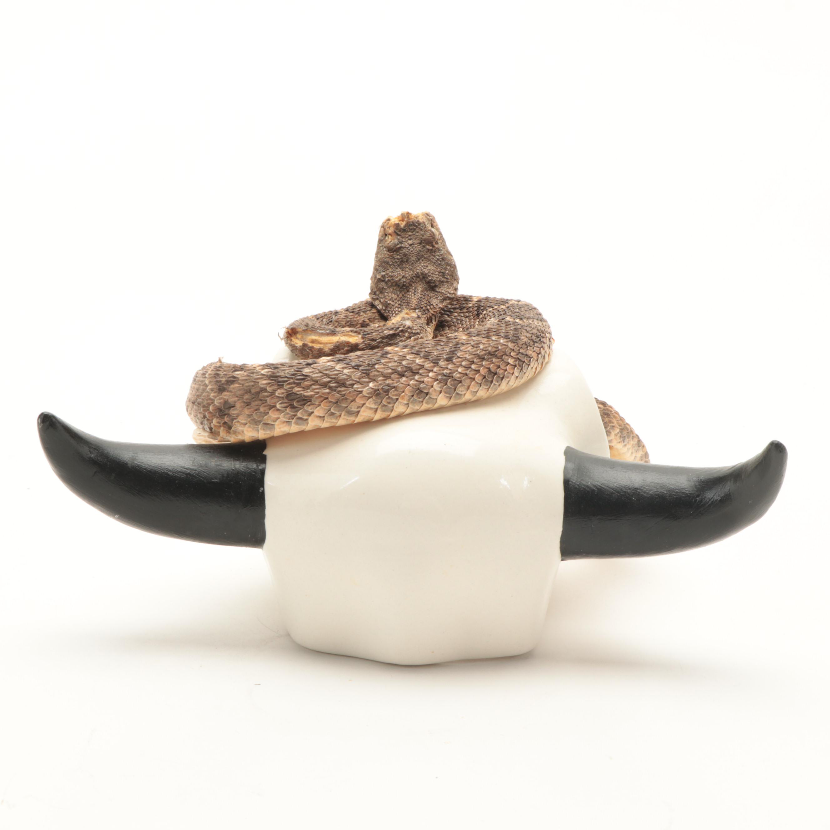 Western Diamondback Rattlesnake Full Body Mount in Ceramic Cow Skull | EBTH