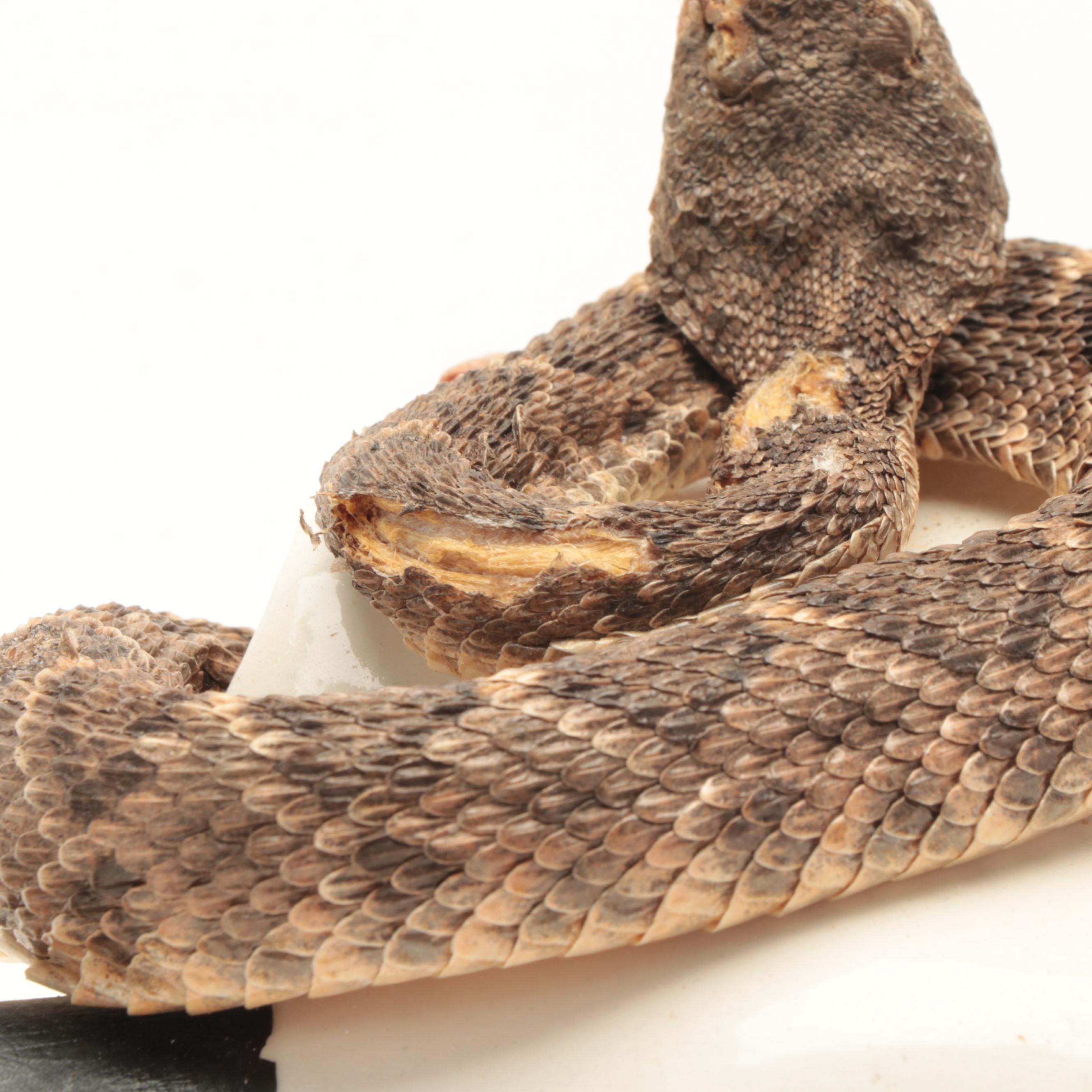 Western Diamondback Rattlesnake Full Body Mount in Ceramic Cow Skull | EBTH