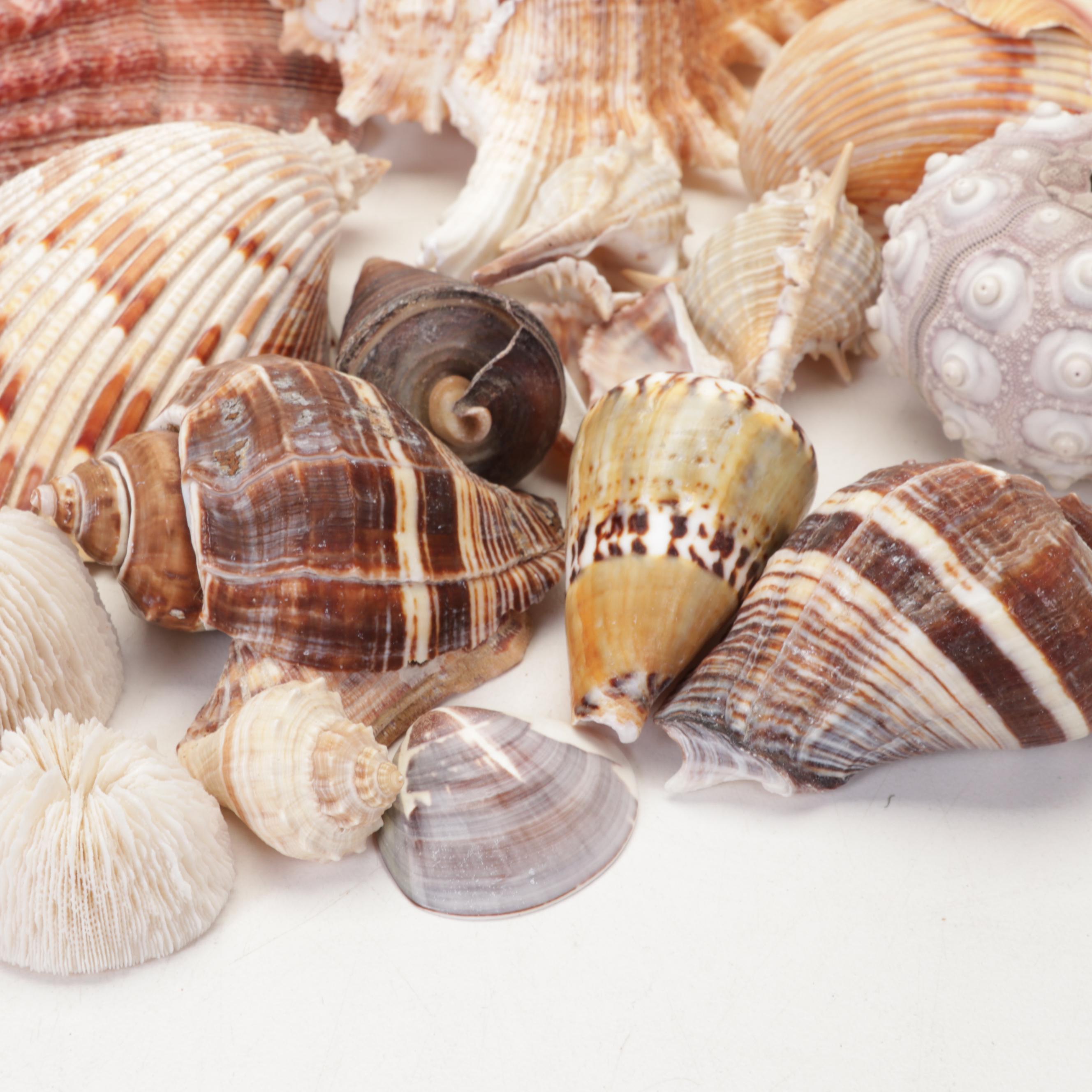 Starfish, Coral, Tiger Cowrie, Barnacles and Other Marine Specimens | EBTH