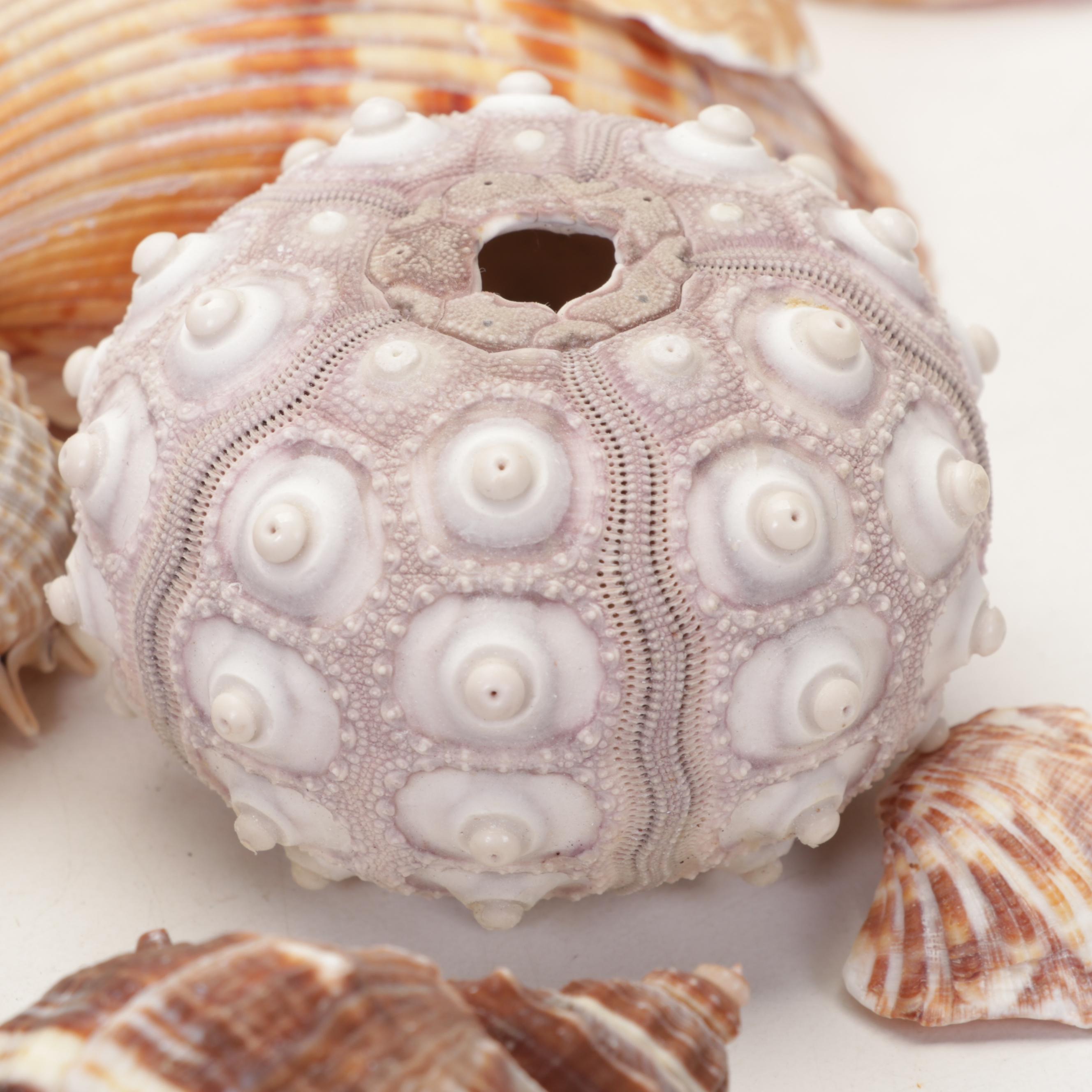 Starfish, Coral, Tiger Cowrie, Barnacles and Other Marine Specimens | EBTH