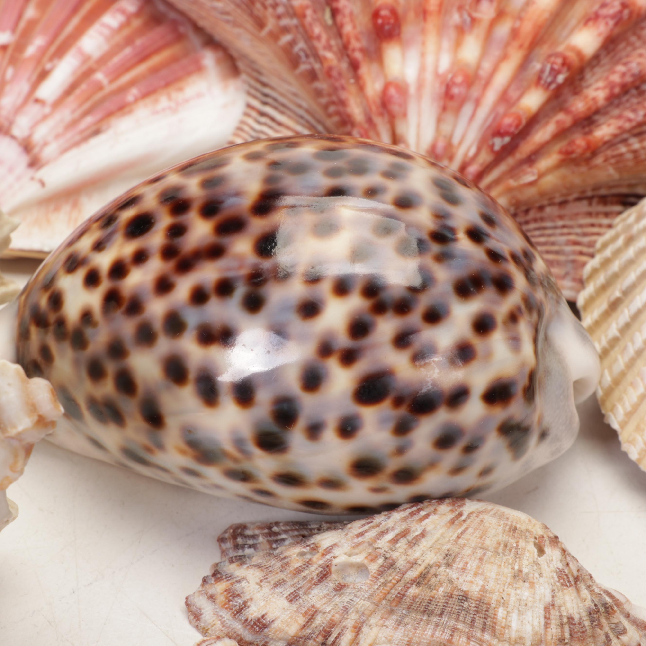 Starfish, Coral, Tiger Cowrie, Barnacles and Other Marine Specimens | EBTH