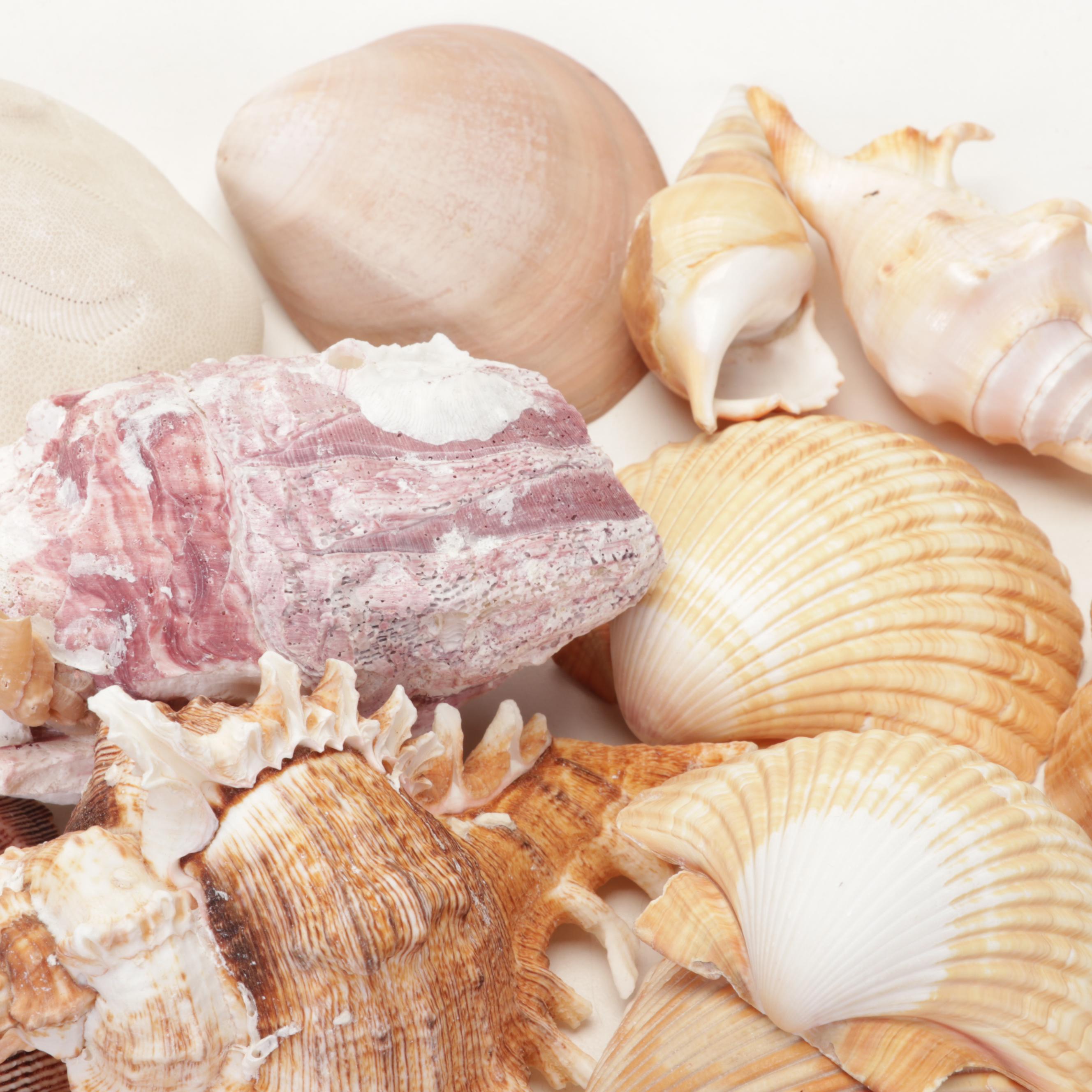 Starfish, Coral, Tiger Cowrie, Barnacles and Other Marine Specimens | EBTH
