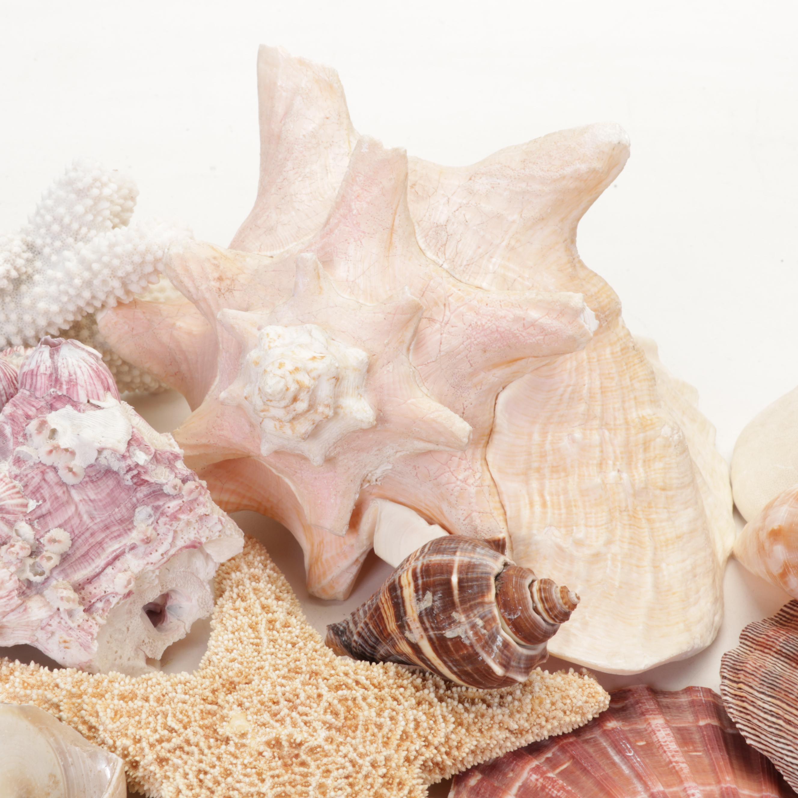 Starfish, Coral, Tiger Cowrie, Barnacles and Other Marine Specimens | EBTH
