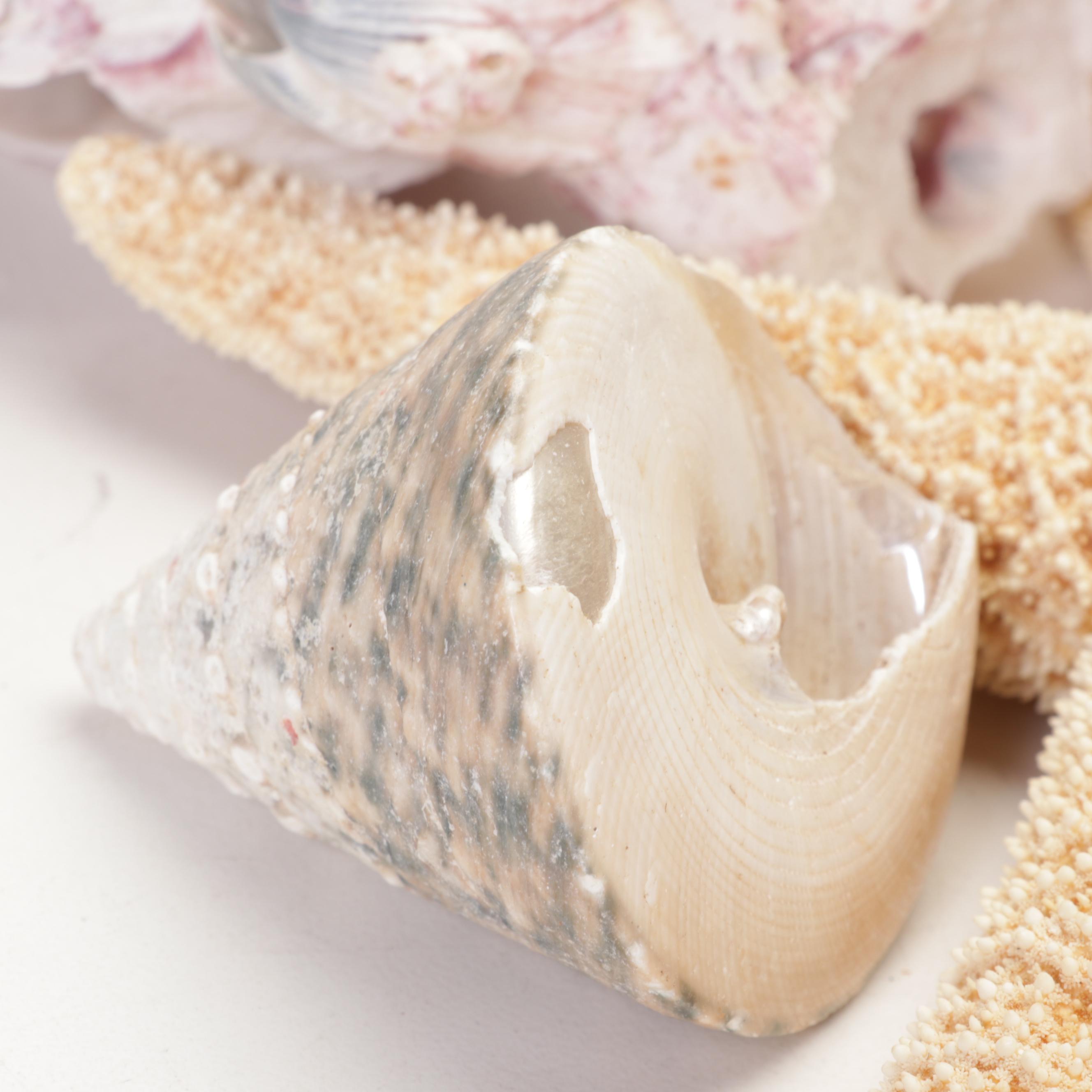 Starfish, Coral, Tiger Cowrie, Barnacles and Other Marine Specimens | EBTH