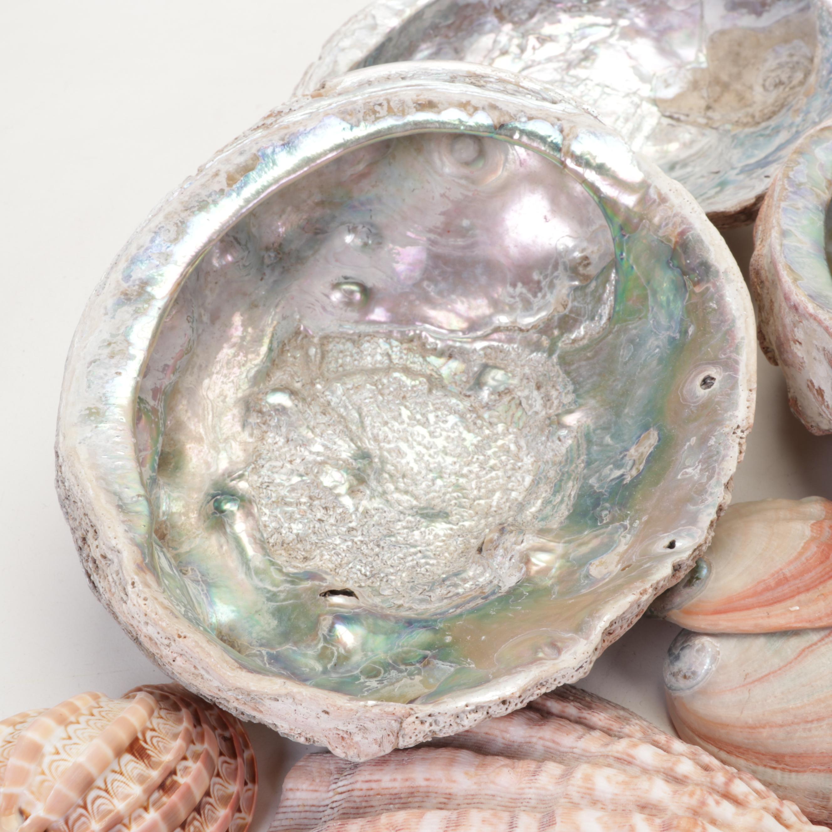 Abalone Shell, Sea Urchin, Harp Shell, Helmet Conch Marine Specimens | EBTH