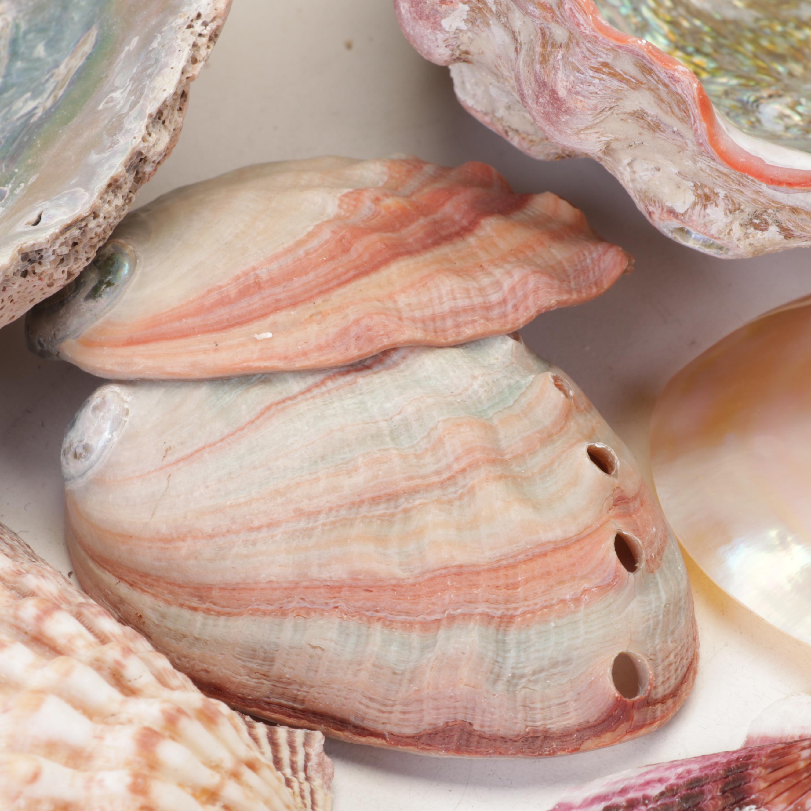 Abalone Shell, Sea Urchin, Harp Shell, Helmet Conch Marine Specimens | EBTH