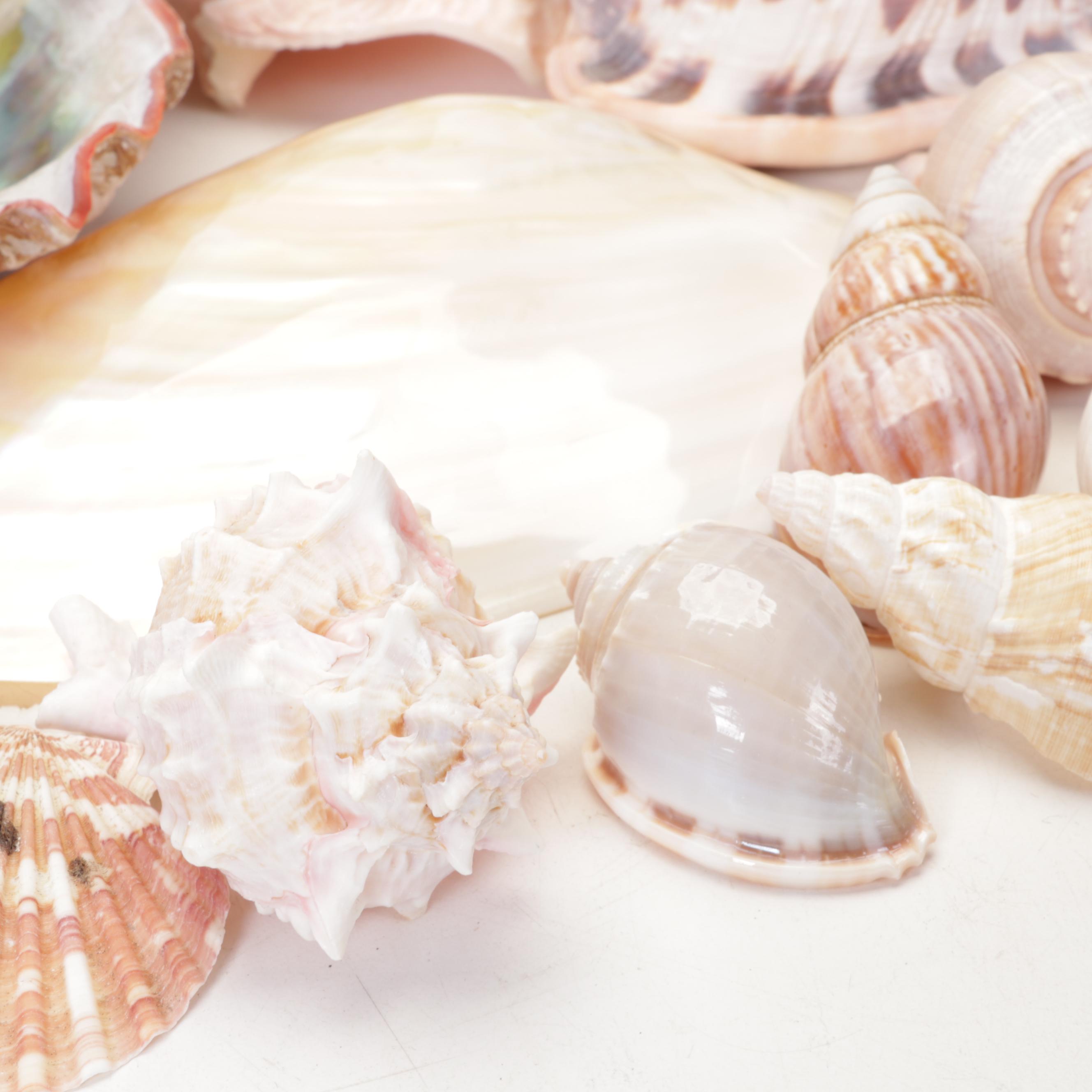 Abalone Shell, Sea Urchin, Harp Shell, Helmet Conch Marine Specimens | EBTH