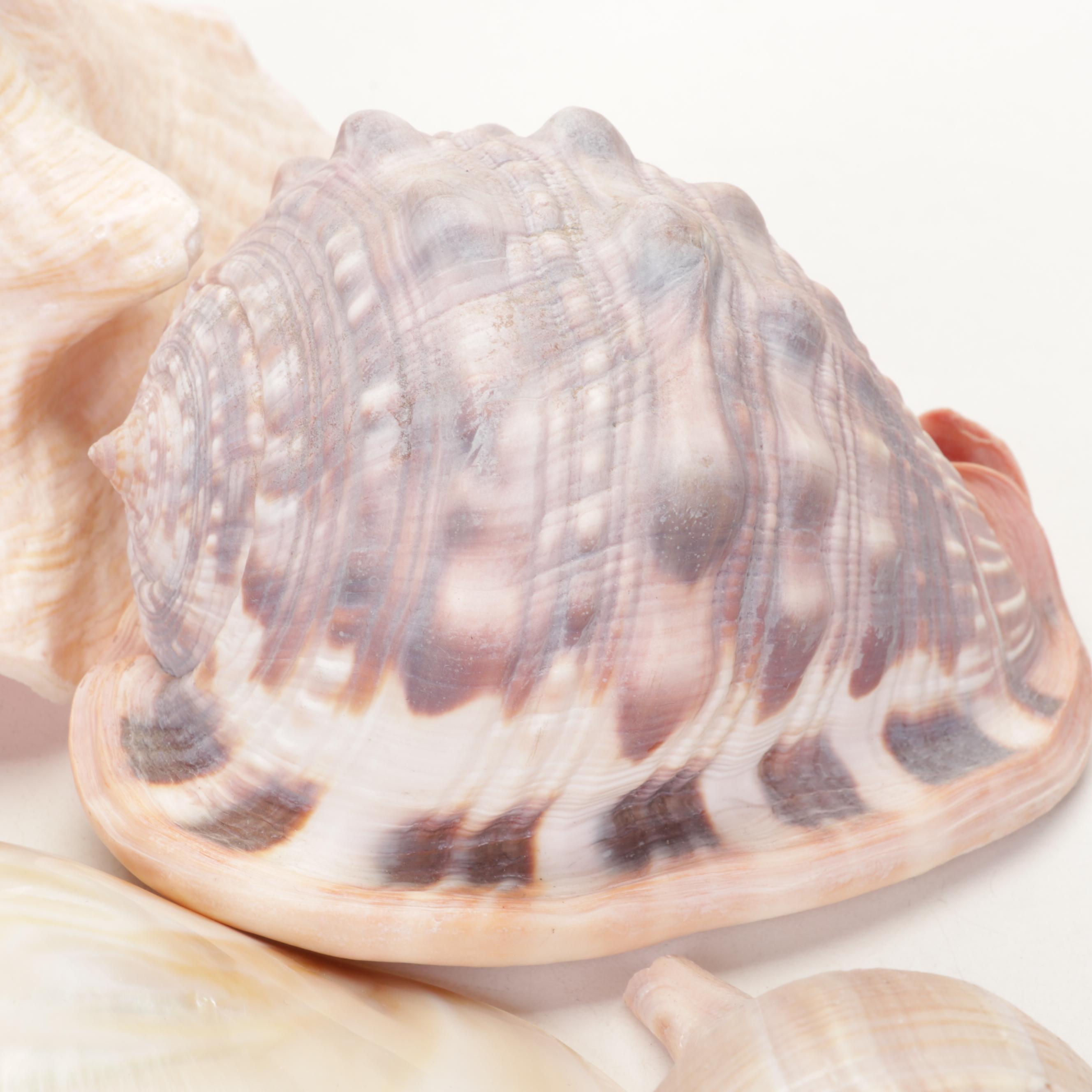 Abalone Shell, Sea Urchin, Harp Shell, Helmet Conch Marine Specimens | EBTH