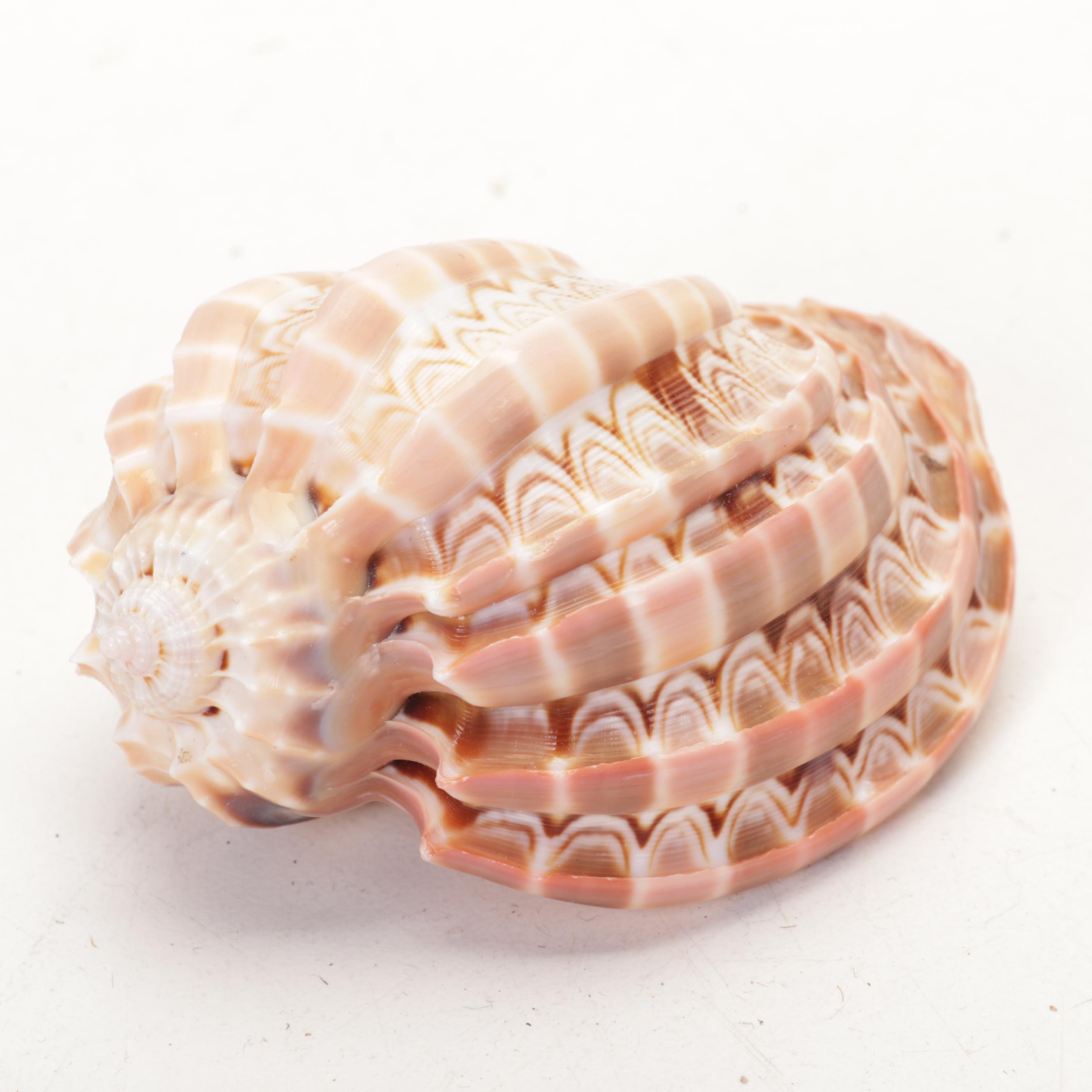 Abalone Shell, Sea Urchin, Harp Shell, Helmet Conch Marine Specimens | EBTH